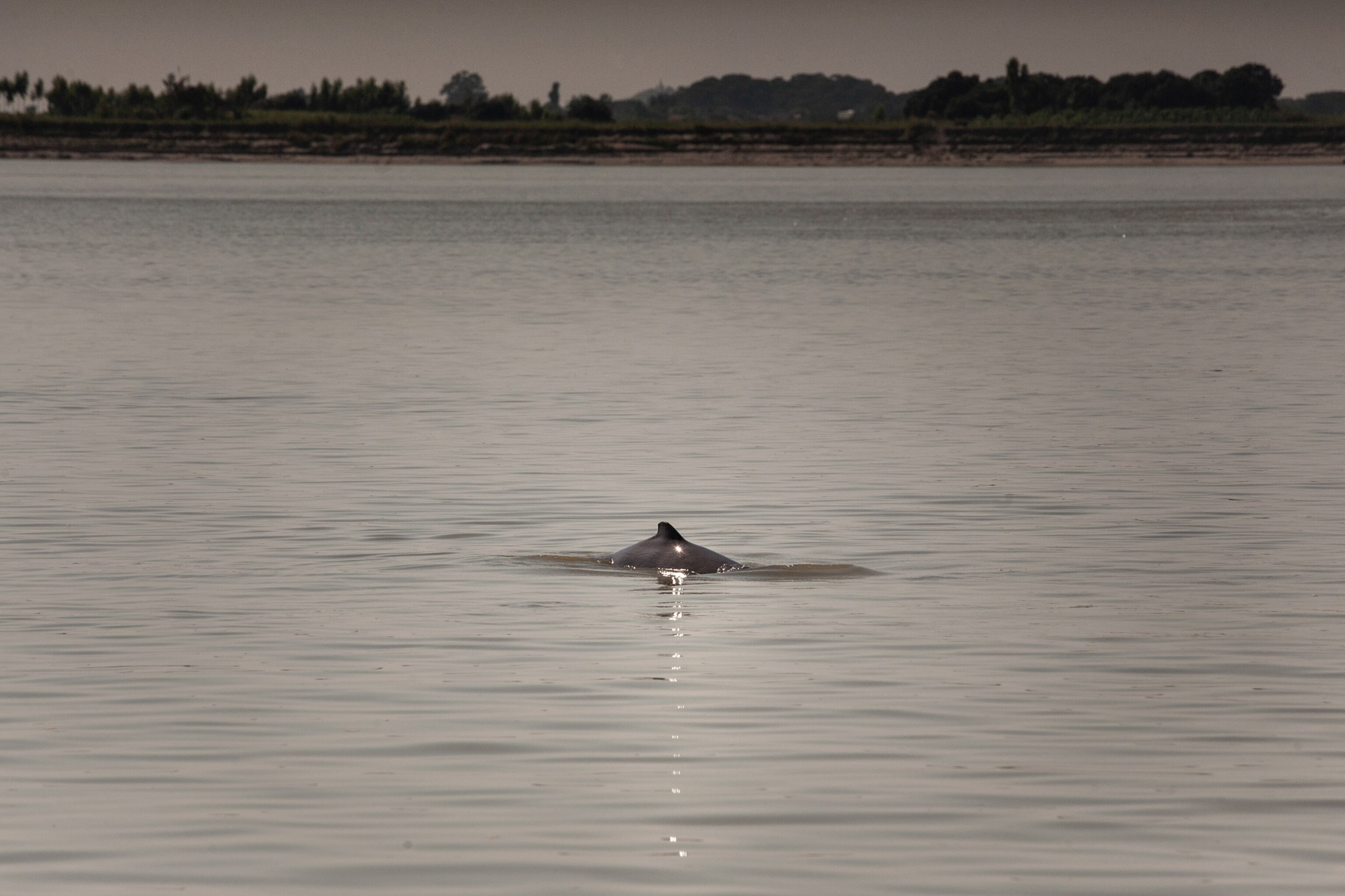 Rogue 'Electro-Fishing' Puts River Dolphins at Risk in Myanmar