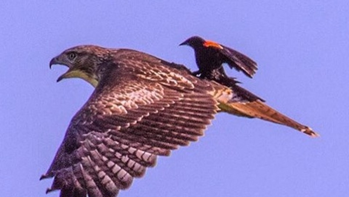 Rare Picture: Blackbird "Rides" Hawk | National Geographic