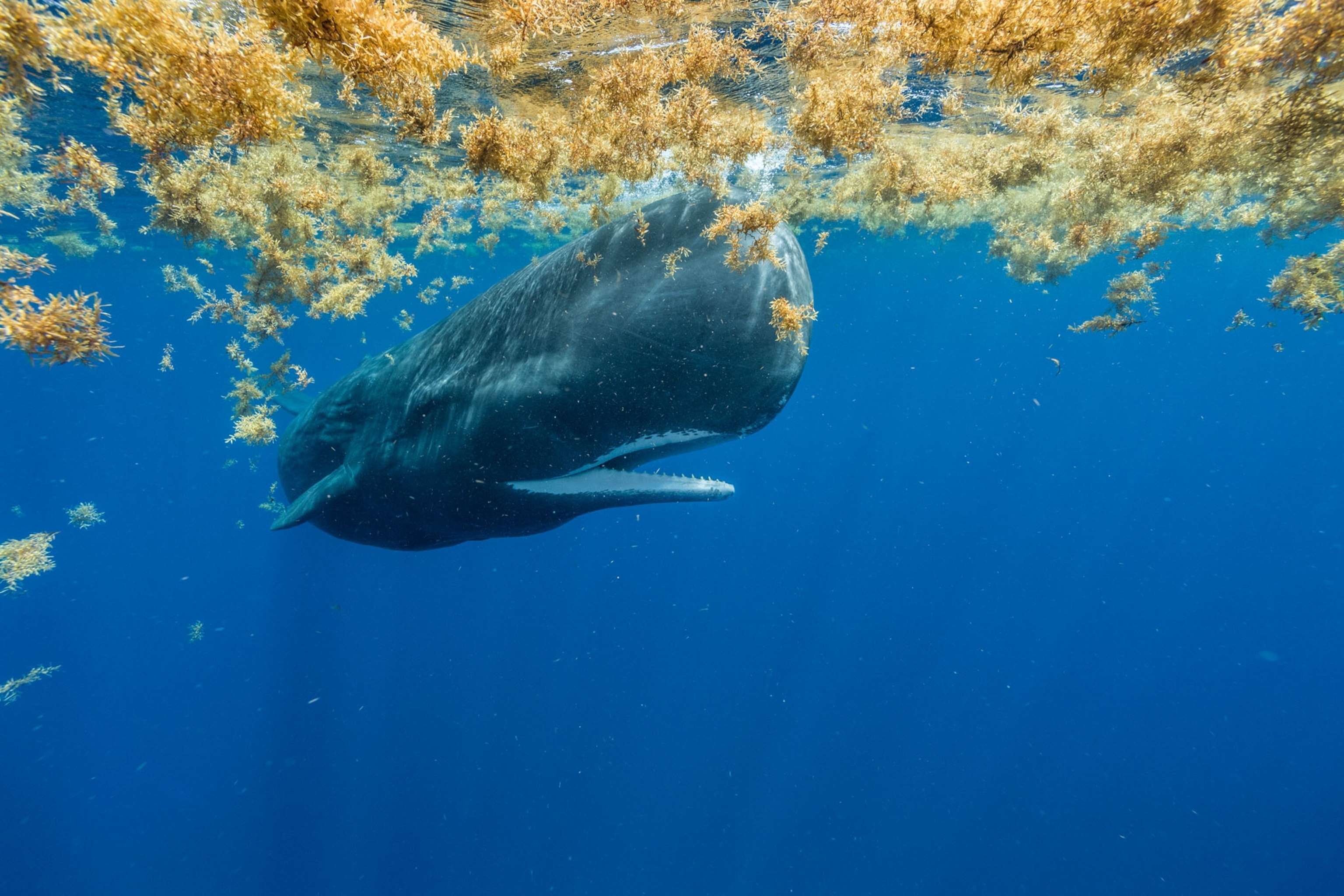 In the Sargasso Sea, life depends on floating sargassum seaweed