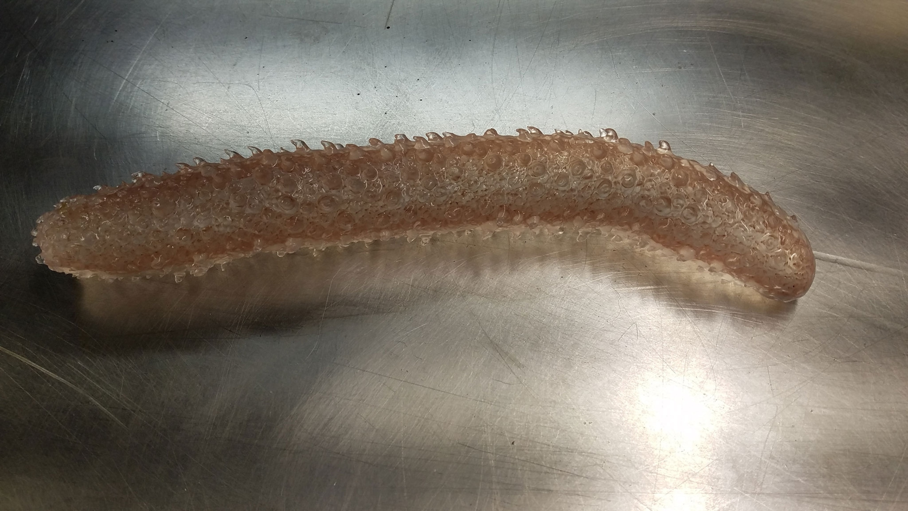 Bizarre, Glowing Sea Creatures Called Pyrosomes Bloom in the Pacific