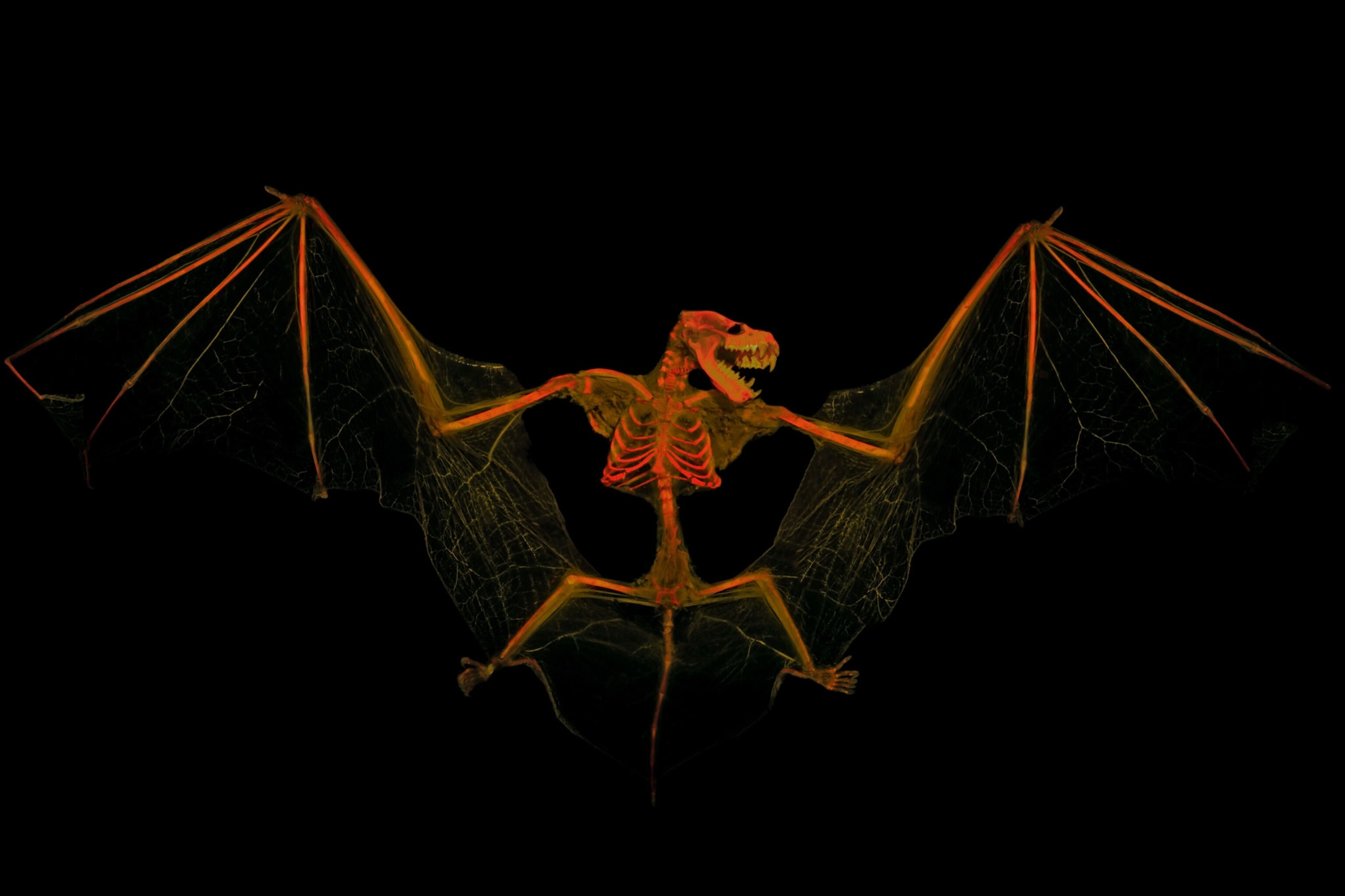 Skeleton photos are getting a boost with the help of gelatin