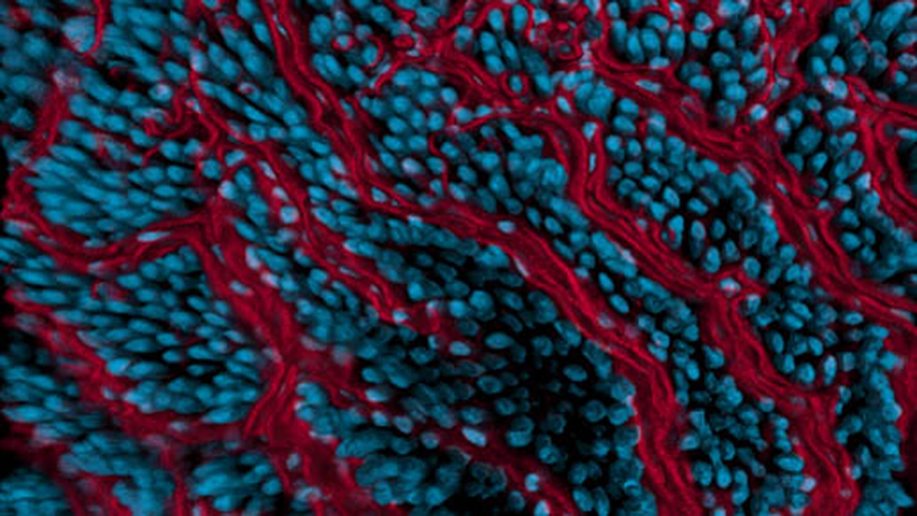 How ‘Organs on a Chip’ Will Revolutionize Medicine