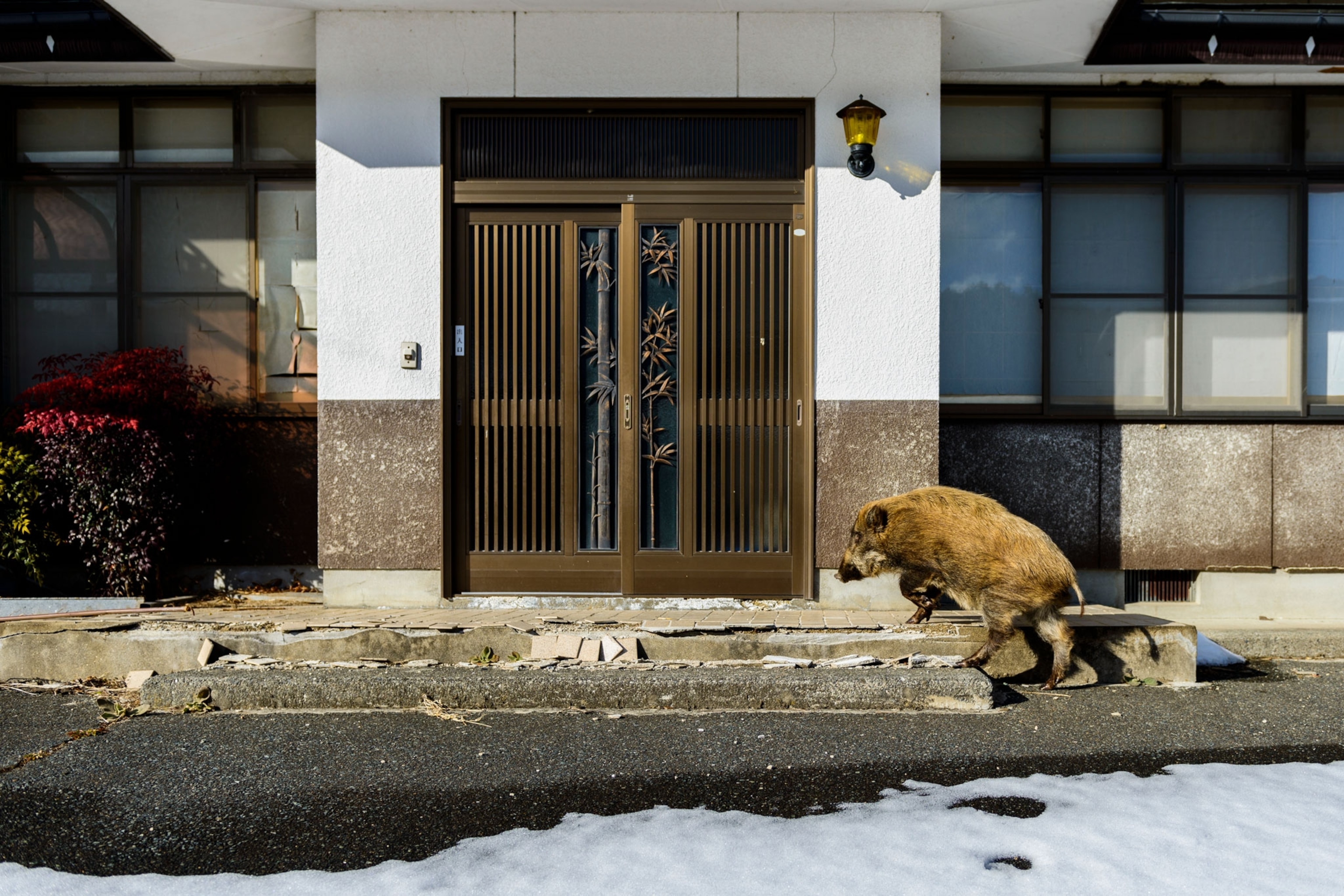 Photos: 10 years after disaster, wildlife abounds in Fukushima
