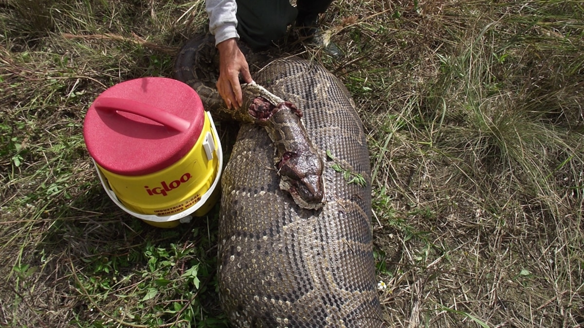 Pythons Eating Through Everglades Mammals at ‘Astonishing’ Rate ...