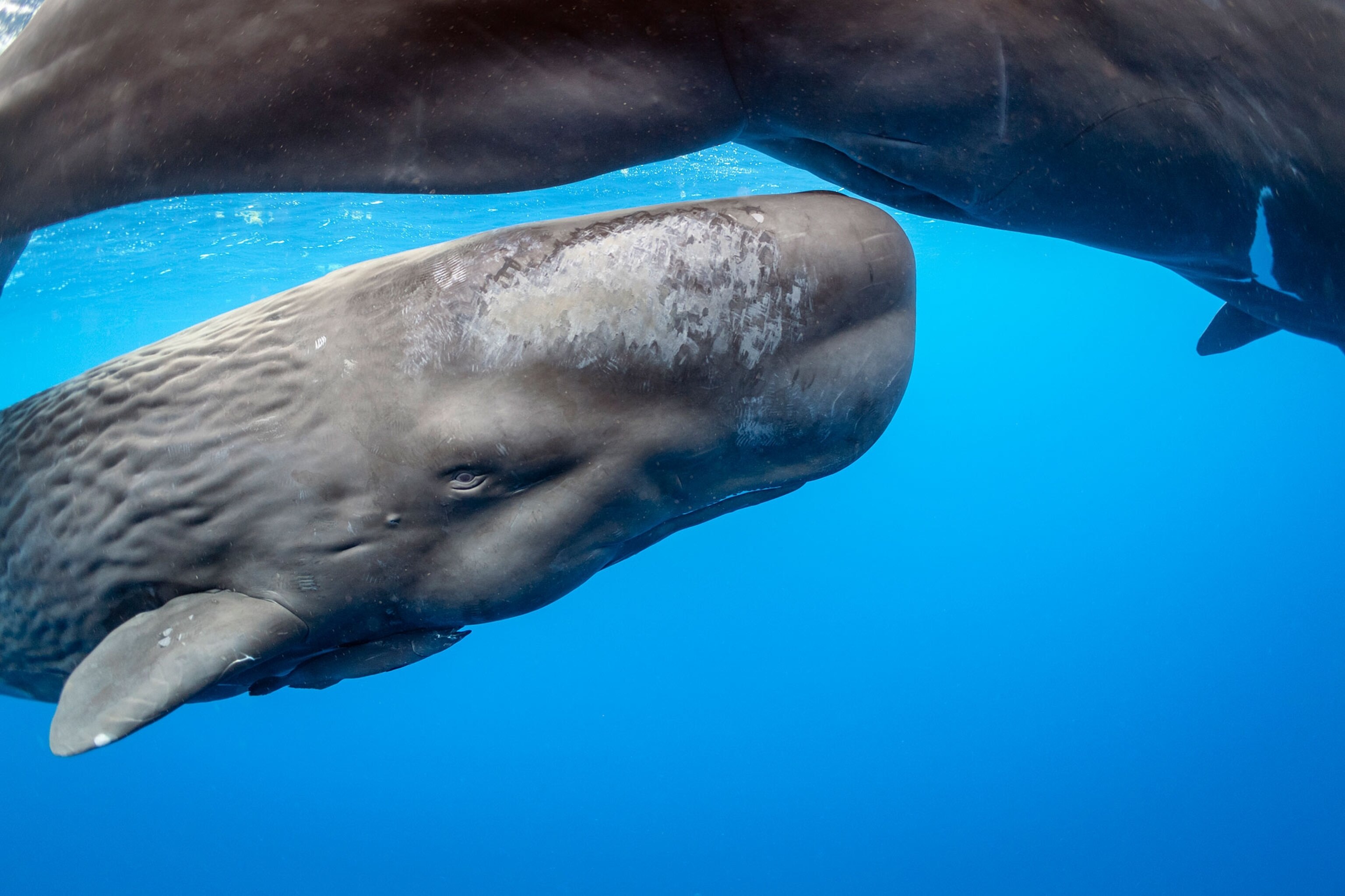 Groundbreaking effort launched to decode whale language