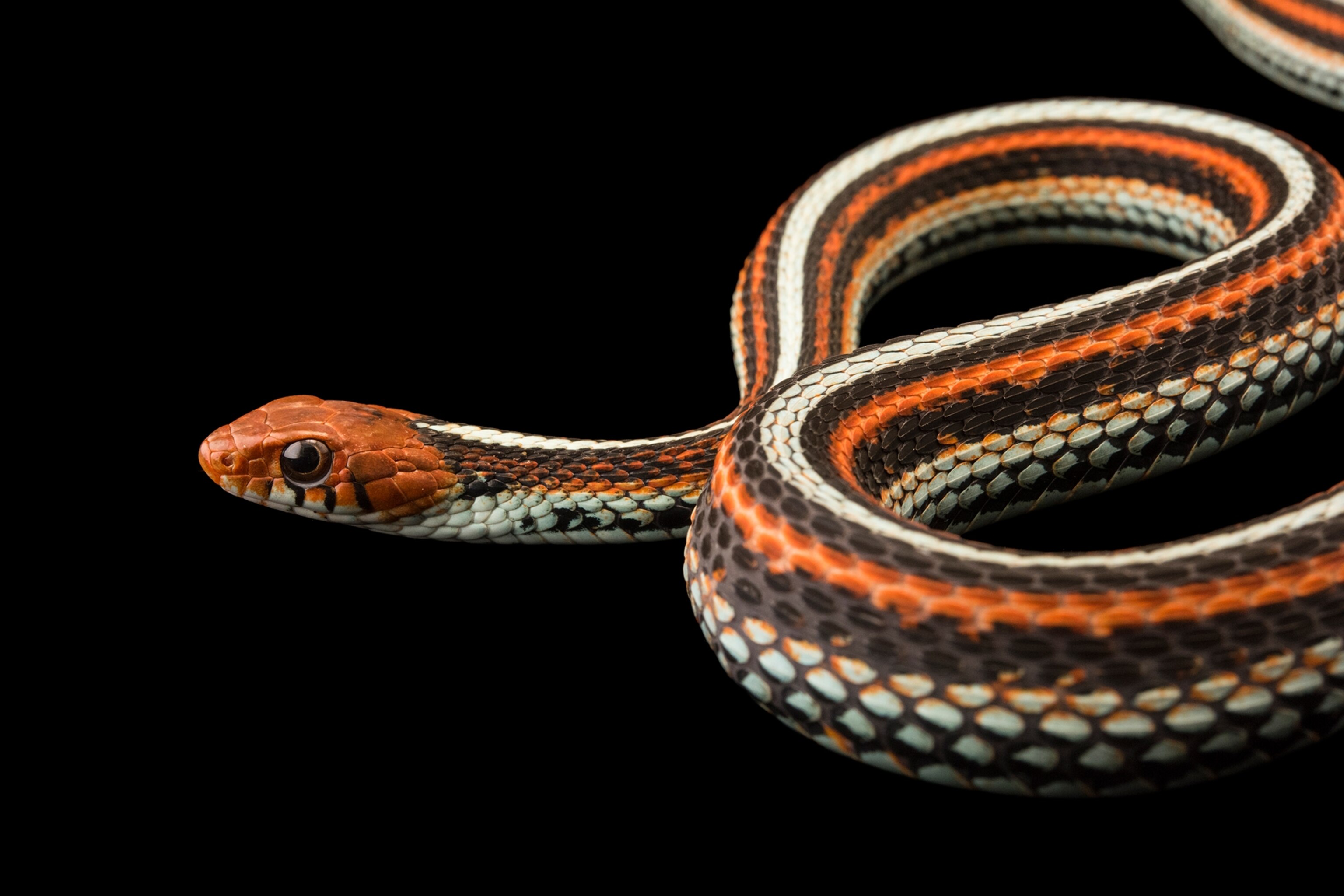 The Endangered Species Act, explained