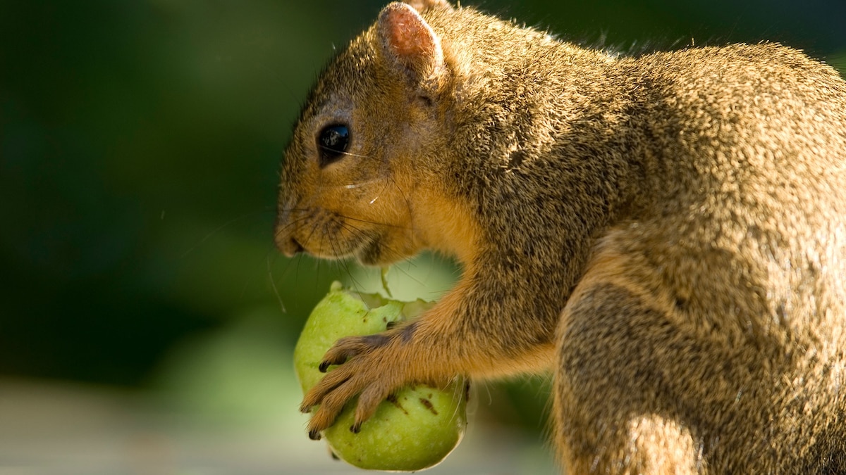 Time to Savor the Squirrel (Again)? | National Geographic