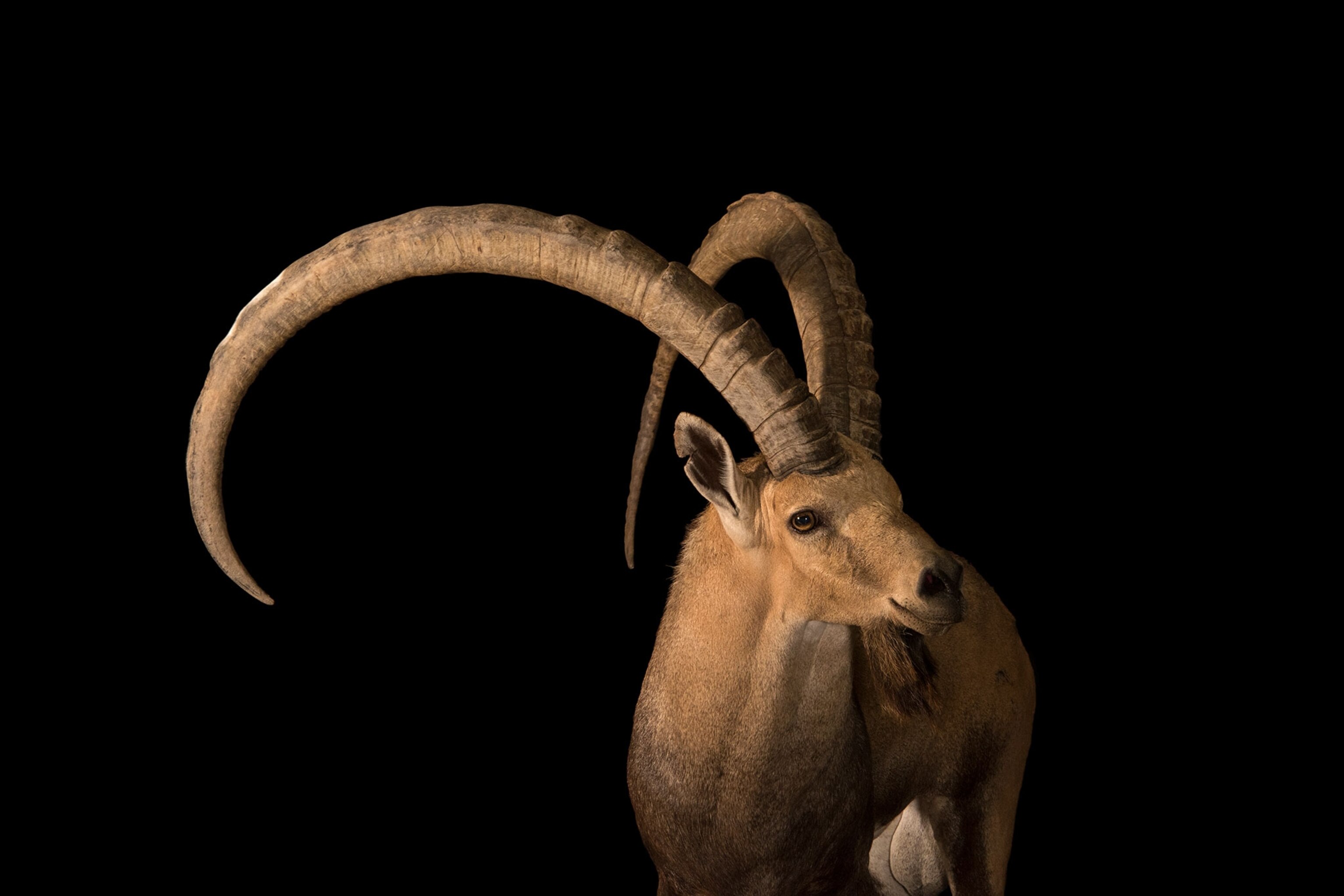 See Animals With Impressive Horns, Antlers, and Other Headgear