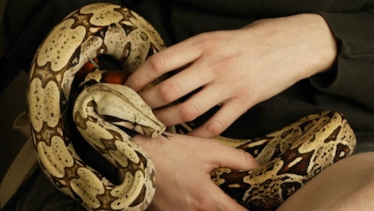 The Posing Snake [Science Tattoo] | National Geographic