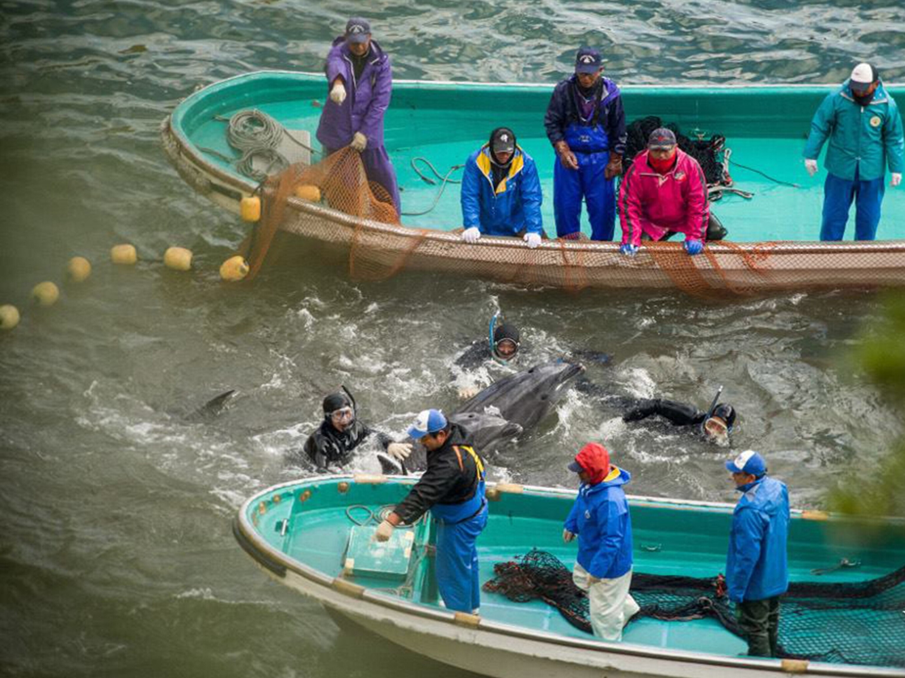 Pictures: Scenes From Taiji Dolphin Roundup in Japan