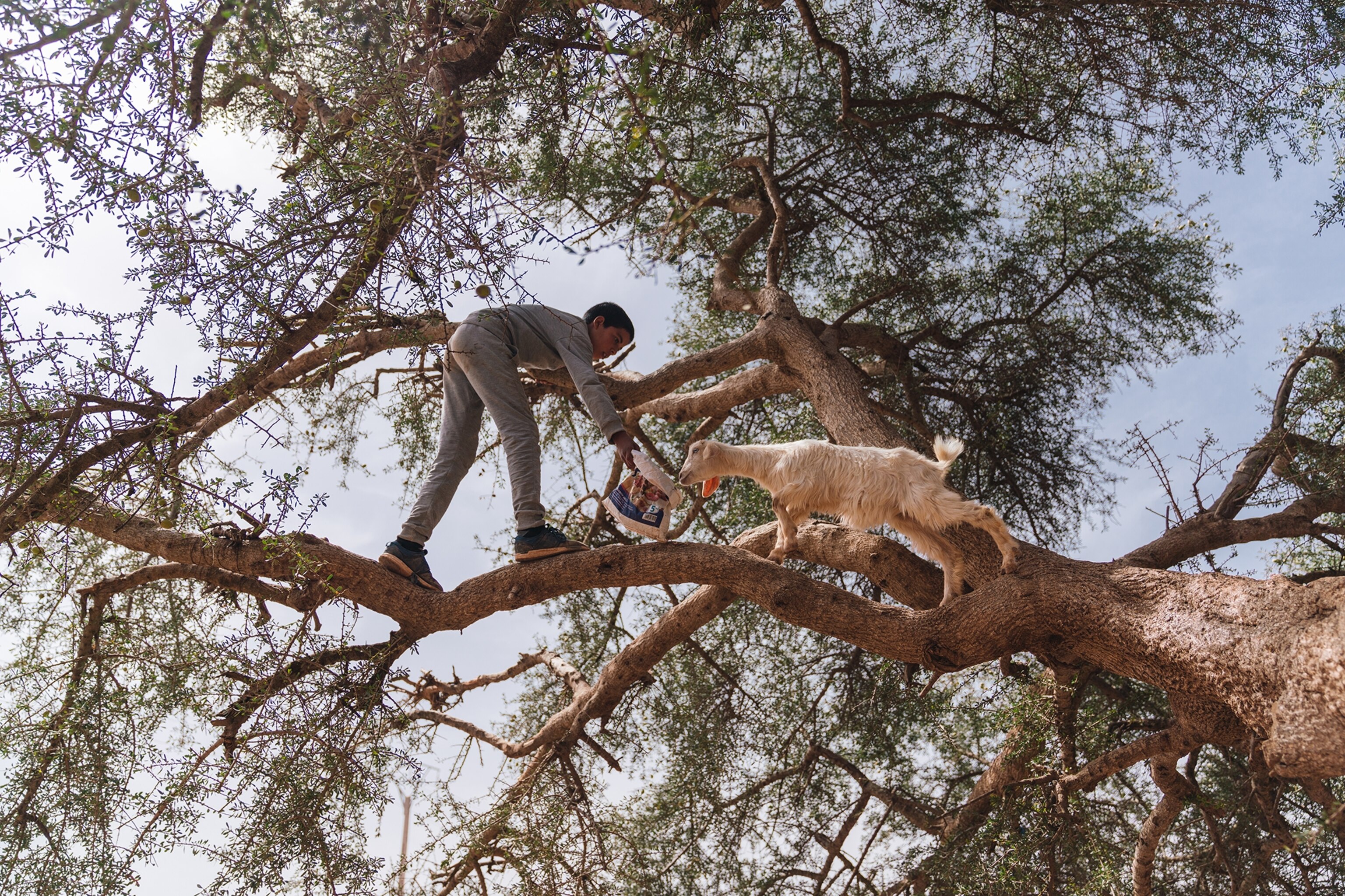 The real story behind Morocco's tree-climbing goats