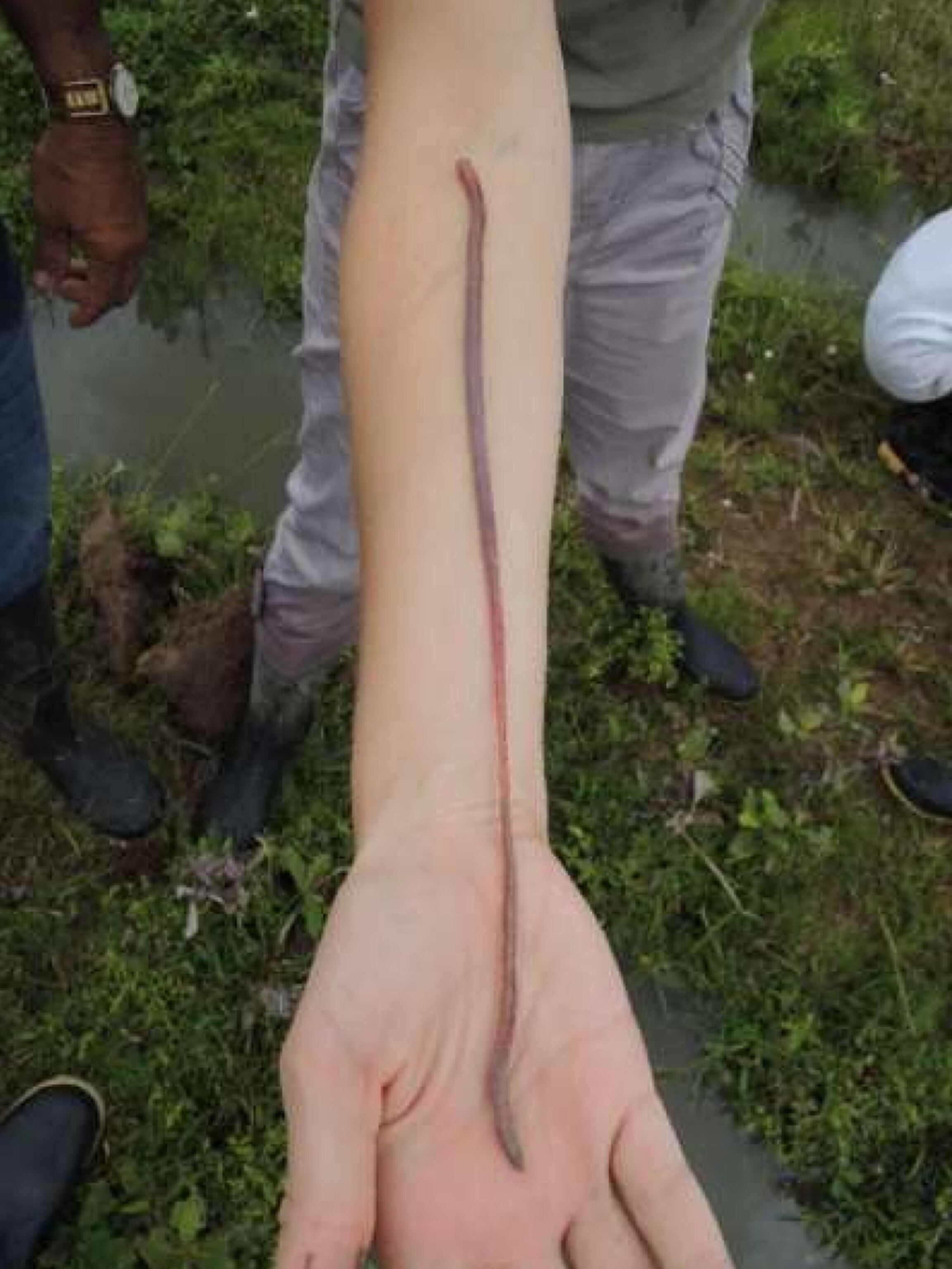 Mysterious Mounds in South America Are Likely Worm Poop