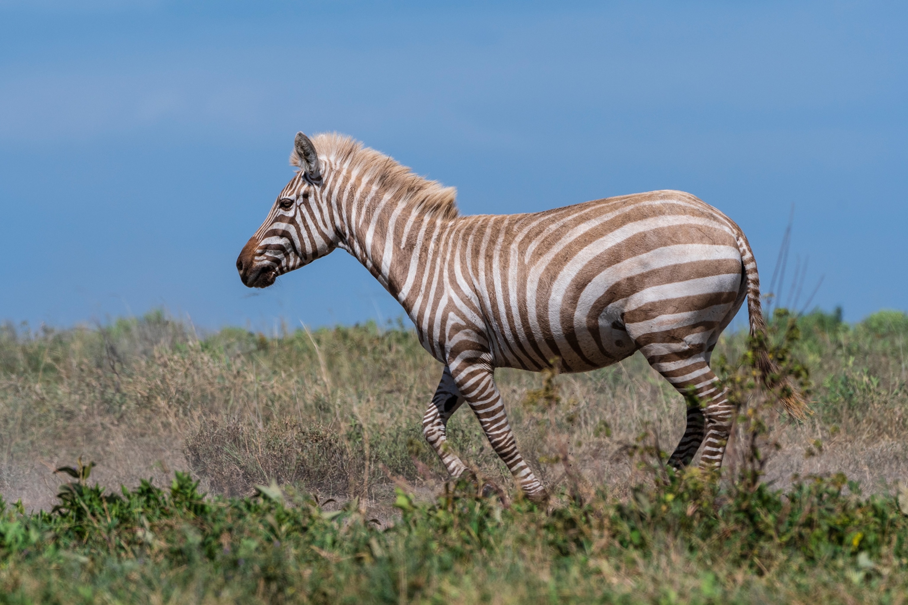 Extremely rare 'blonde' zebra photographed