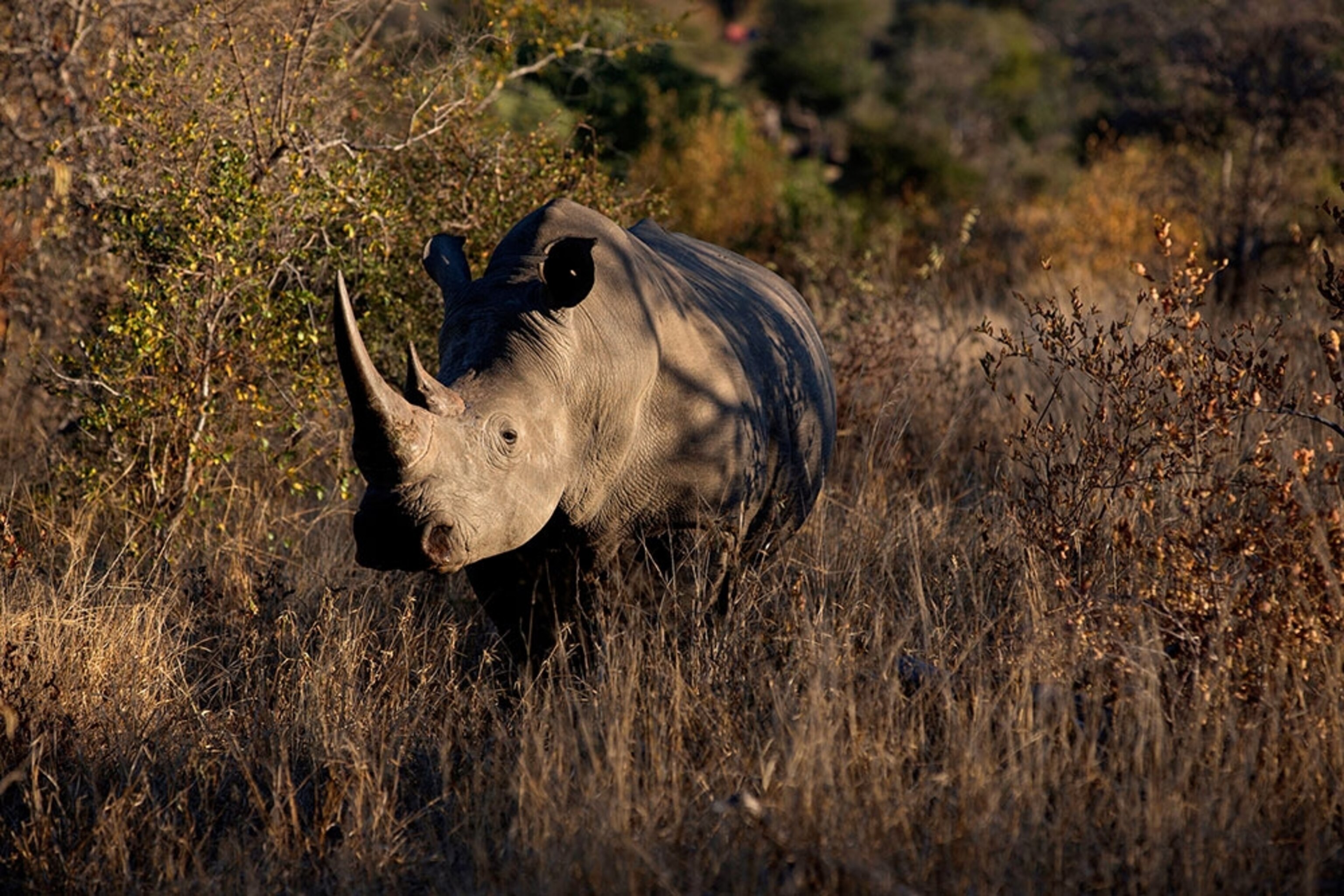 Smugglers turn to park rangers to poach rhinos