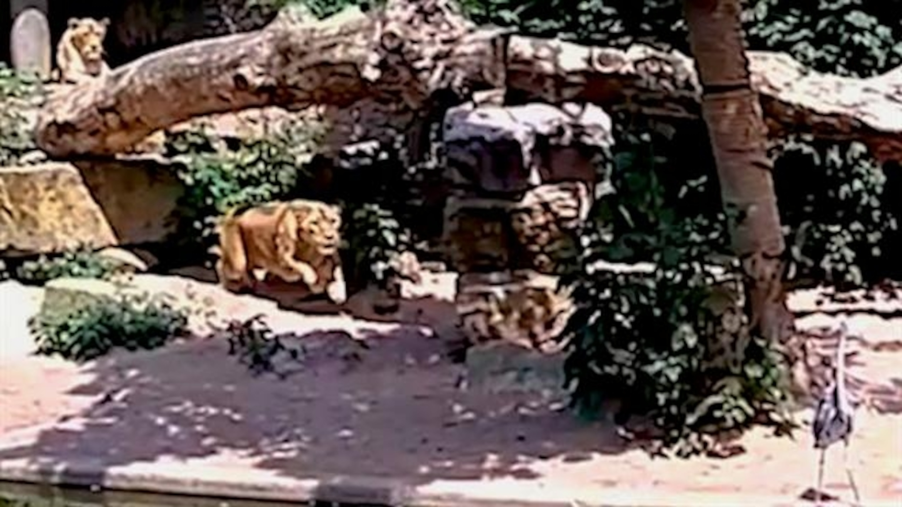 Wildlife Conservation Activities For Kids Amsterdam - Infoupdate.org