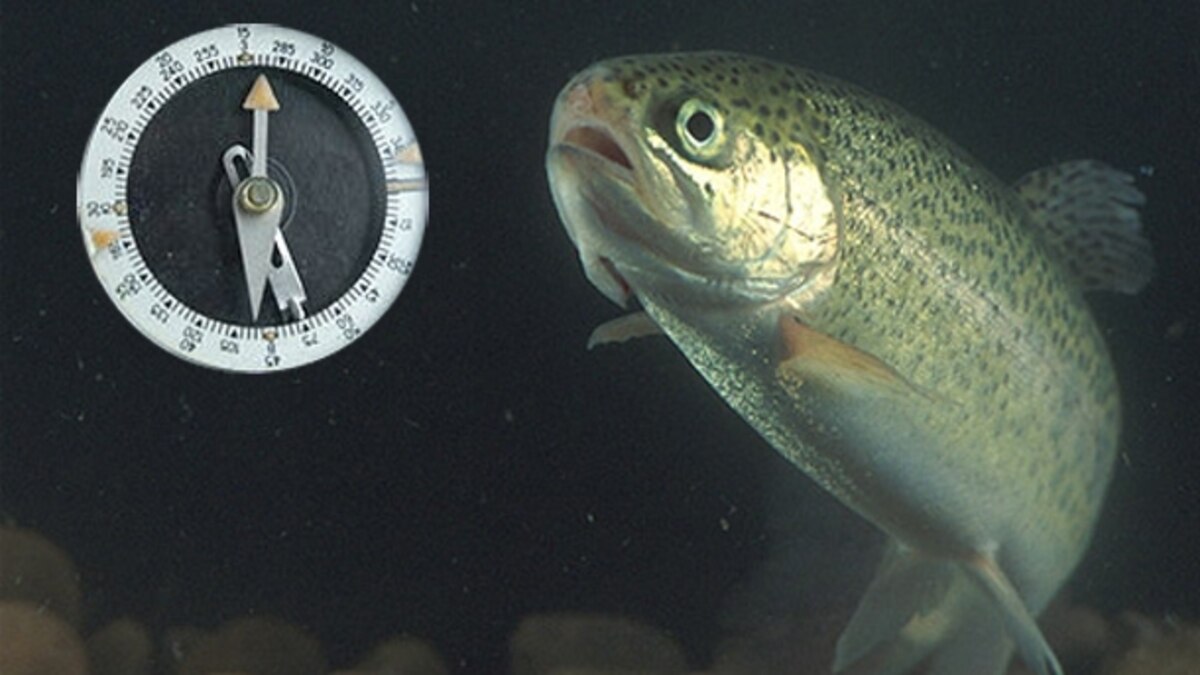 New technique identifies magnetic cells in animals by watching them ...