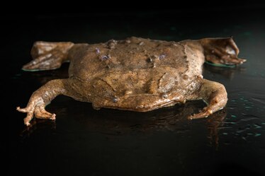 Surinam toads, facts and photos