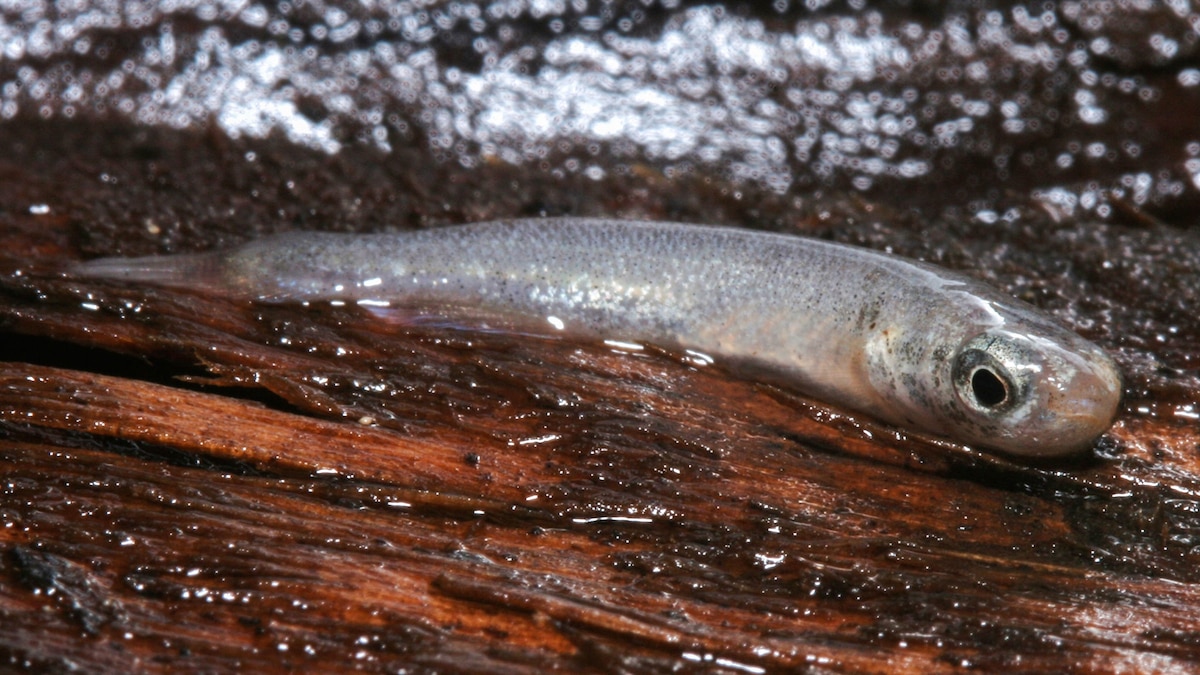To Cool Off, This Fish Leaves the Water | National Geographic
