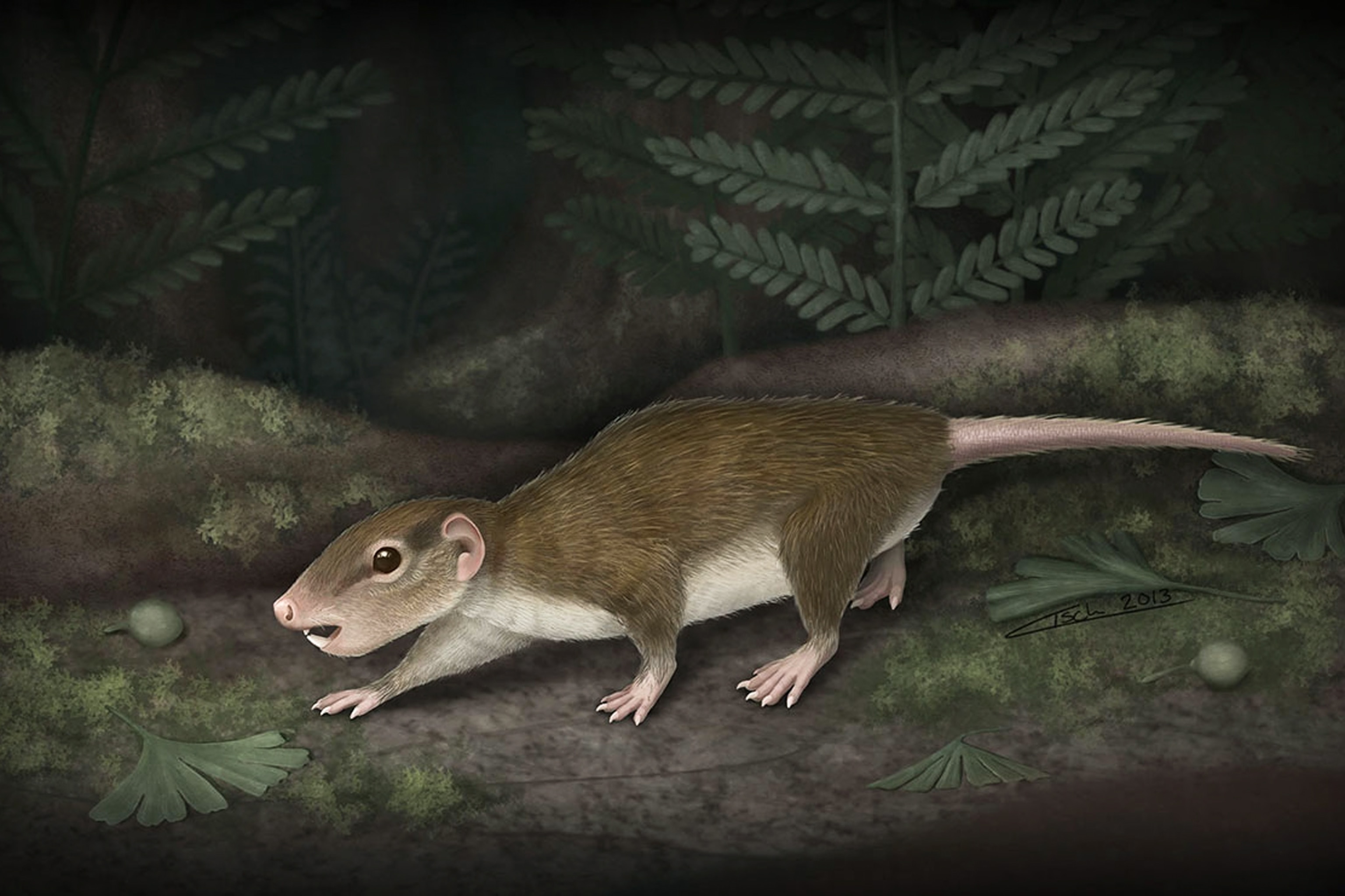 Fossil Reveals Long-Lived Mammal Group's Secret | National Geographic