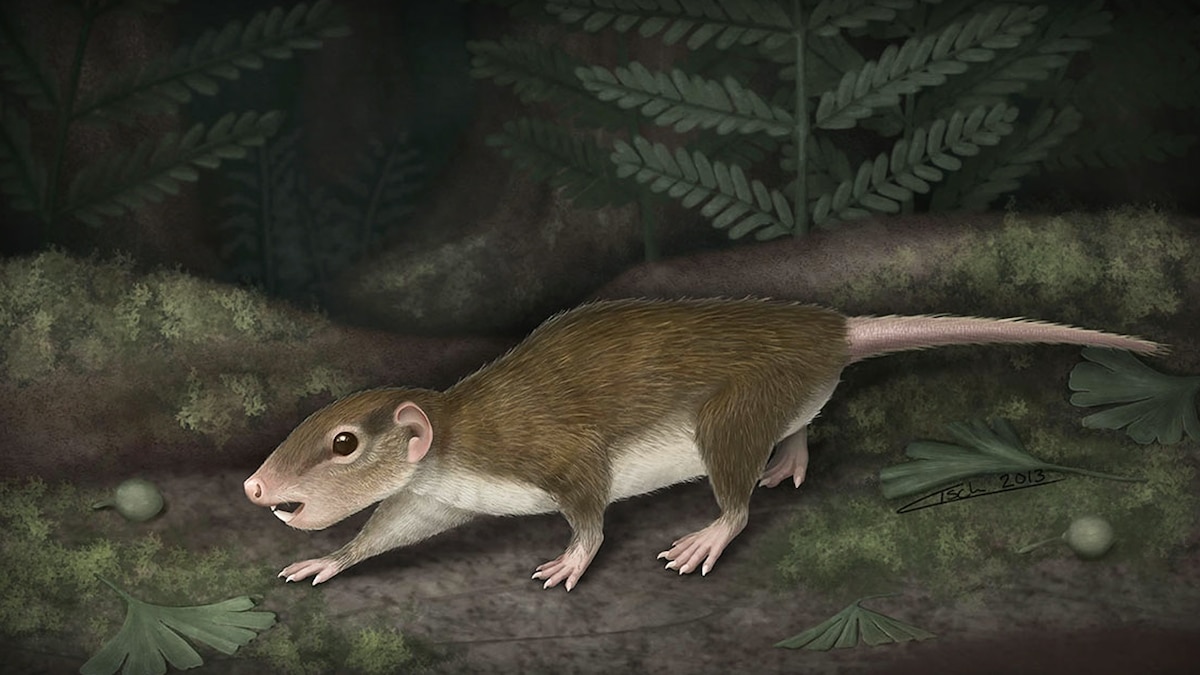 Fossil Reveals Long-Lived Mammal Group's Secret | National Geographic