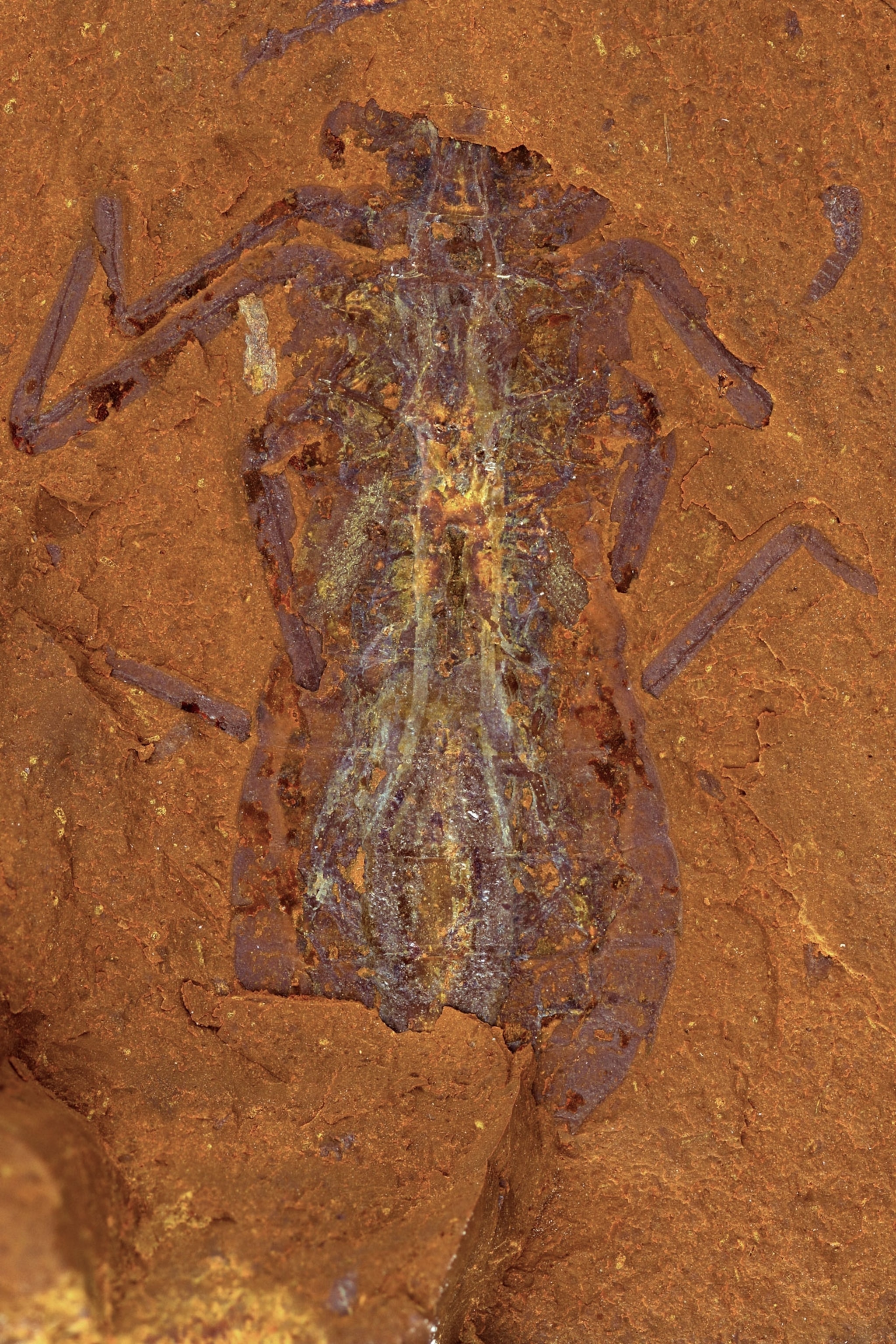 See the spectacular fossils from a newly discovered prehistoric rainforest