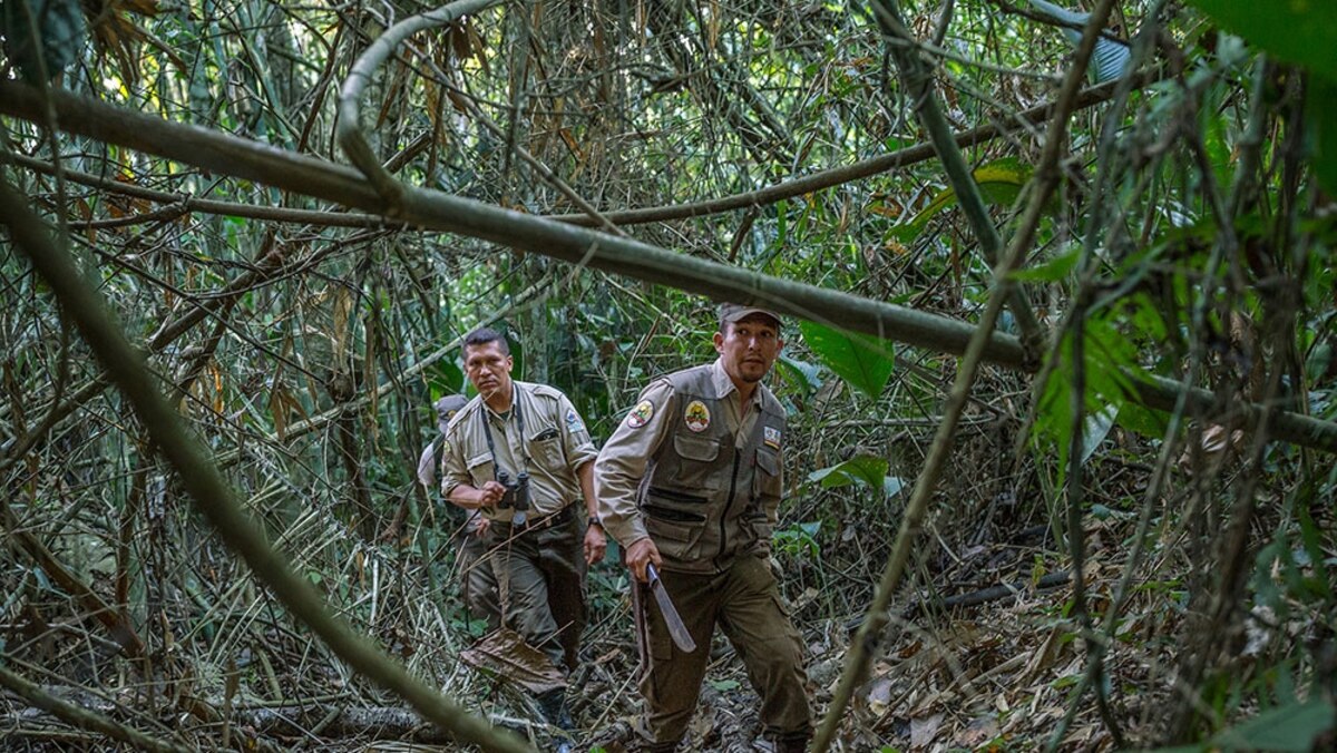 The long jaguar hunt | National Geographic