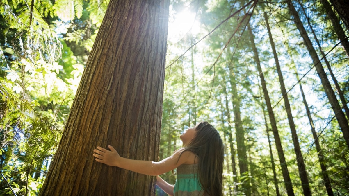 10 secrets to identifying trees