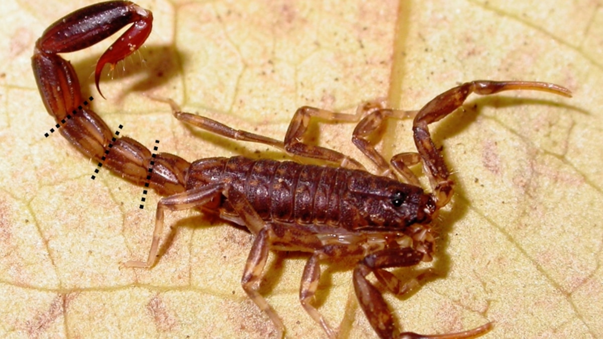How the Scorpion Lost Its Tail (And Its Anus) | National Geographic