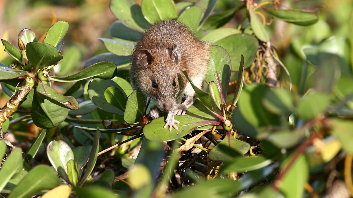 80 Rats Exploded Into 100,000 by Avoiding Poison | National Geographic