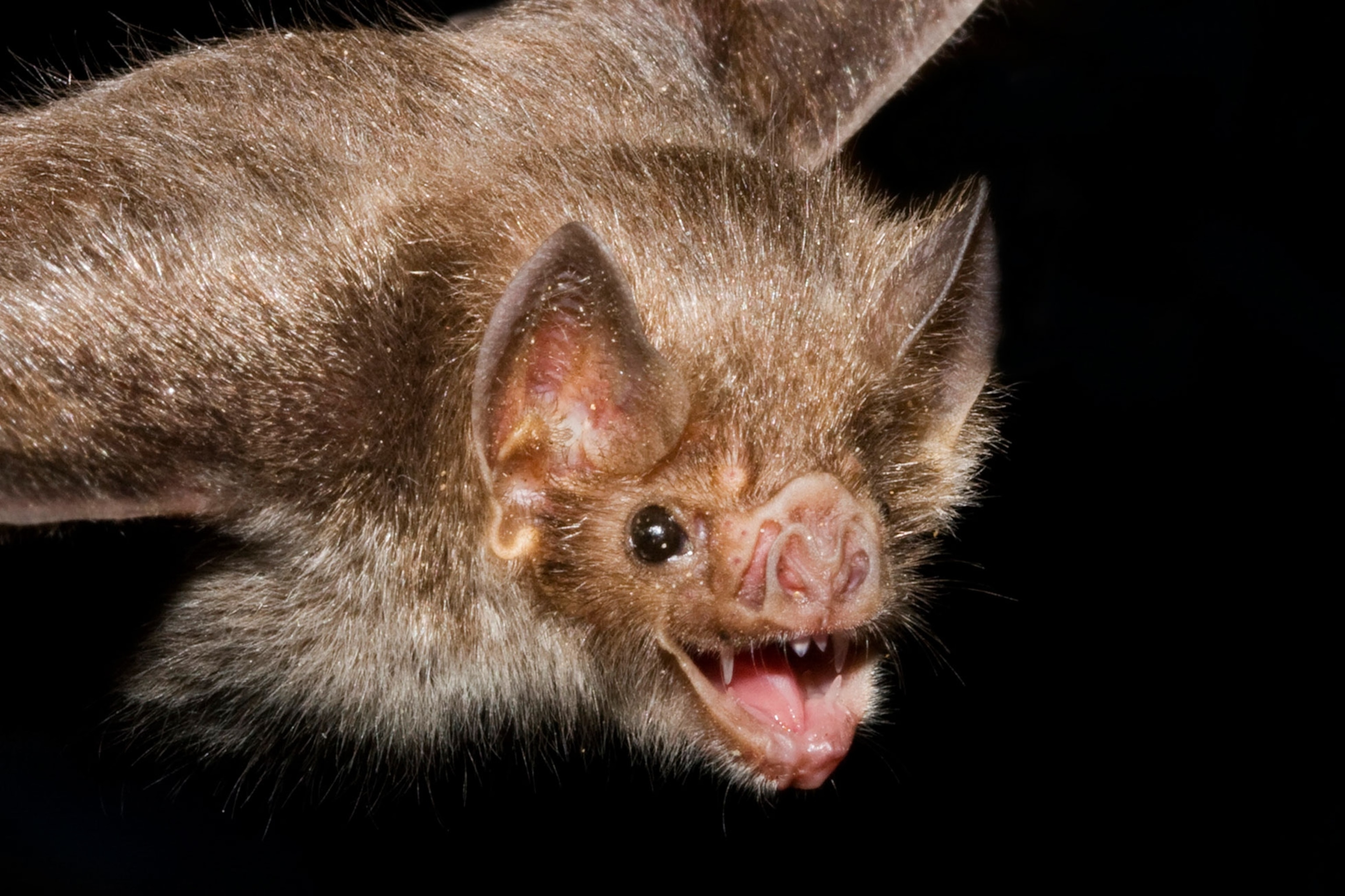 Why Female Vampire Bats Donate Blood to Friends