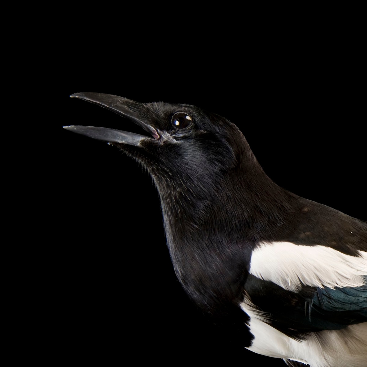 Black-Billed Magpie | National Geographic