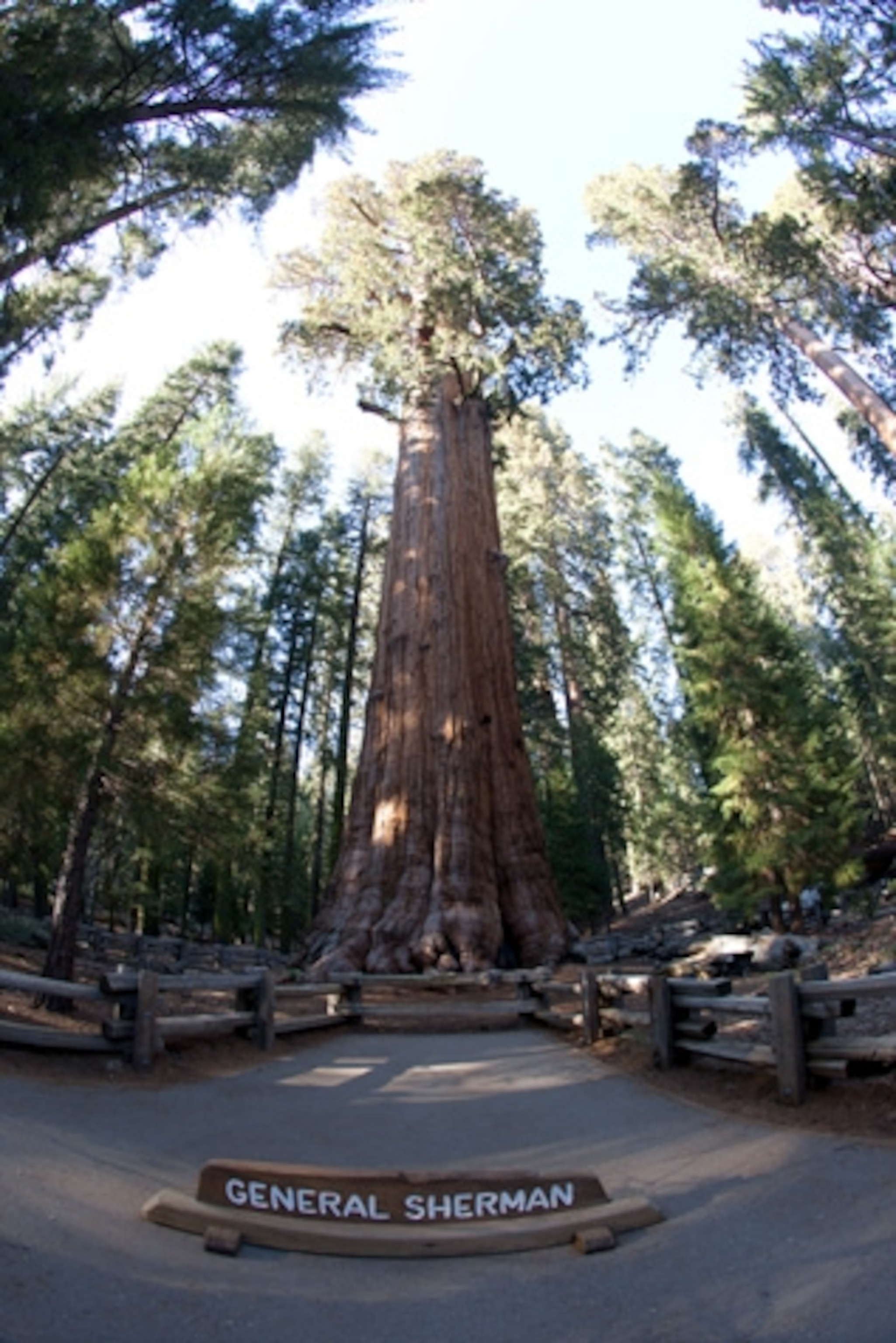 The Pursuit of Happiness: Sequoia Style | National Geographic