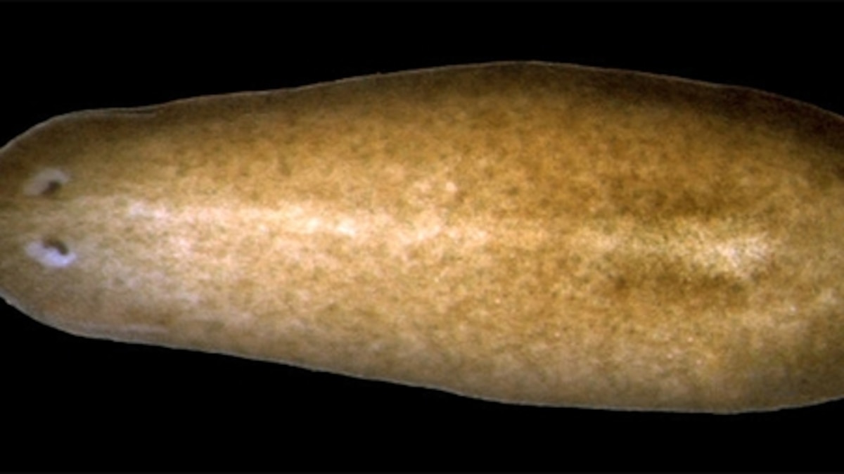 An entire flatworm regenerated from a single adult cell | National ...