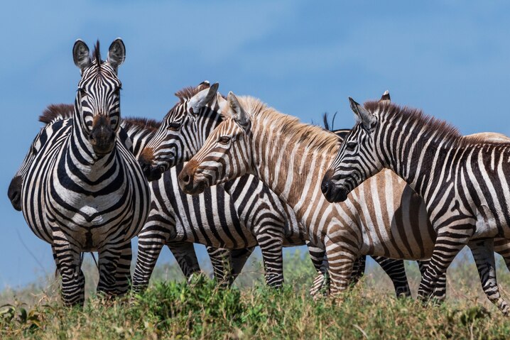Golden Zebra In Captivity Escaped Zebra Goes Trotting Through Streets