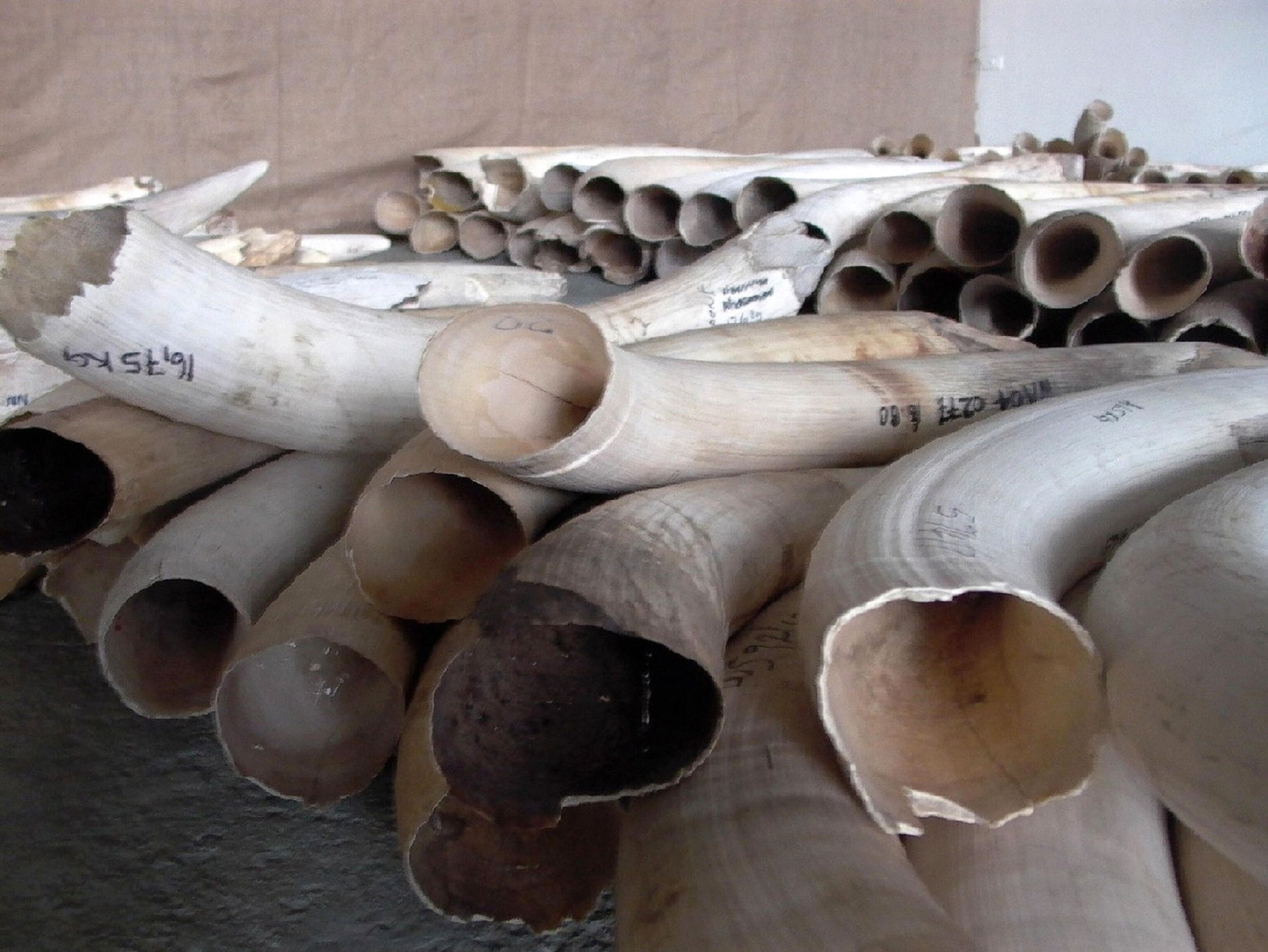 With Ivory Ban Imminent, What Will Happen to China’s Legal Stockpile ...