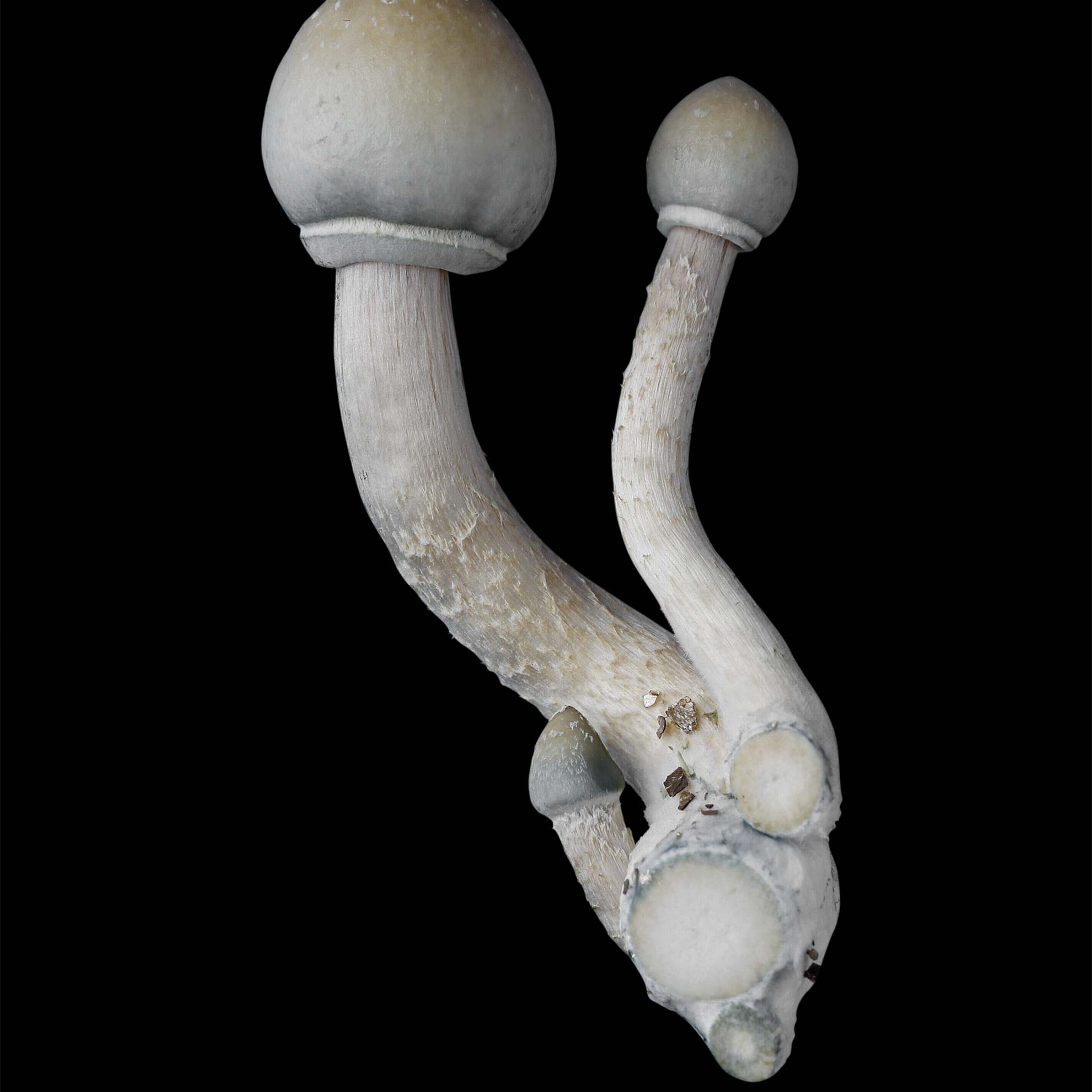 This Belgian princess became empress of Mexico. It all fell apart from there