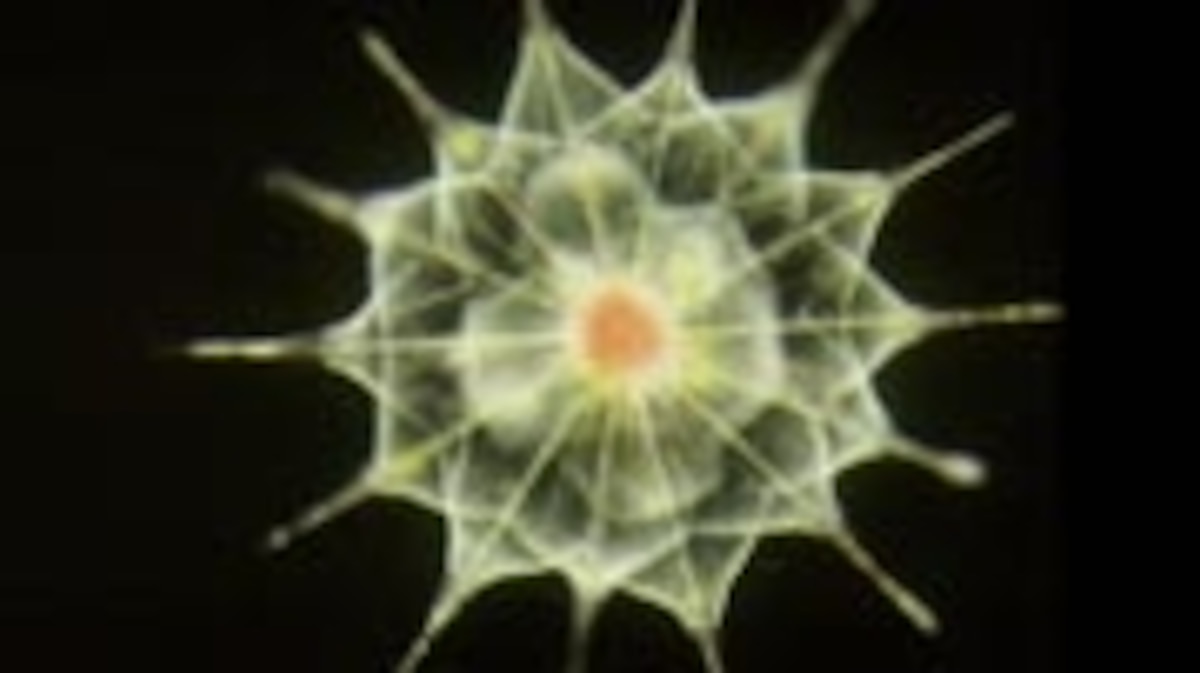 600-Year-Old Worms Among Surprises of 10-Year Sea Survey | National ...