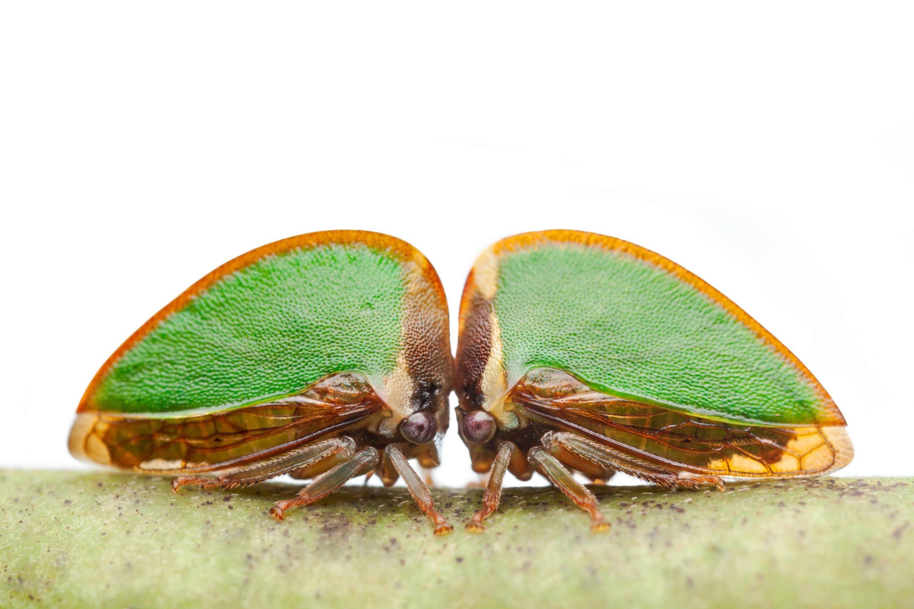 Treehoppers: pictures of the rainforest's mini-marvels