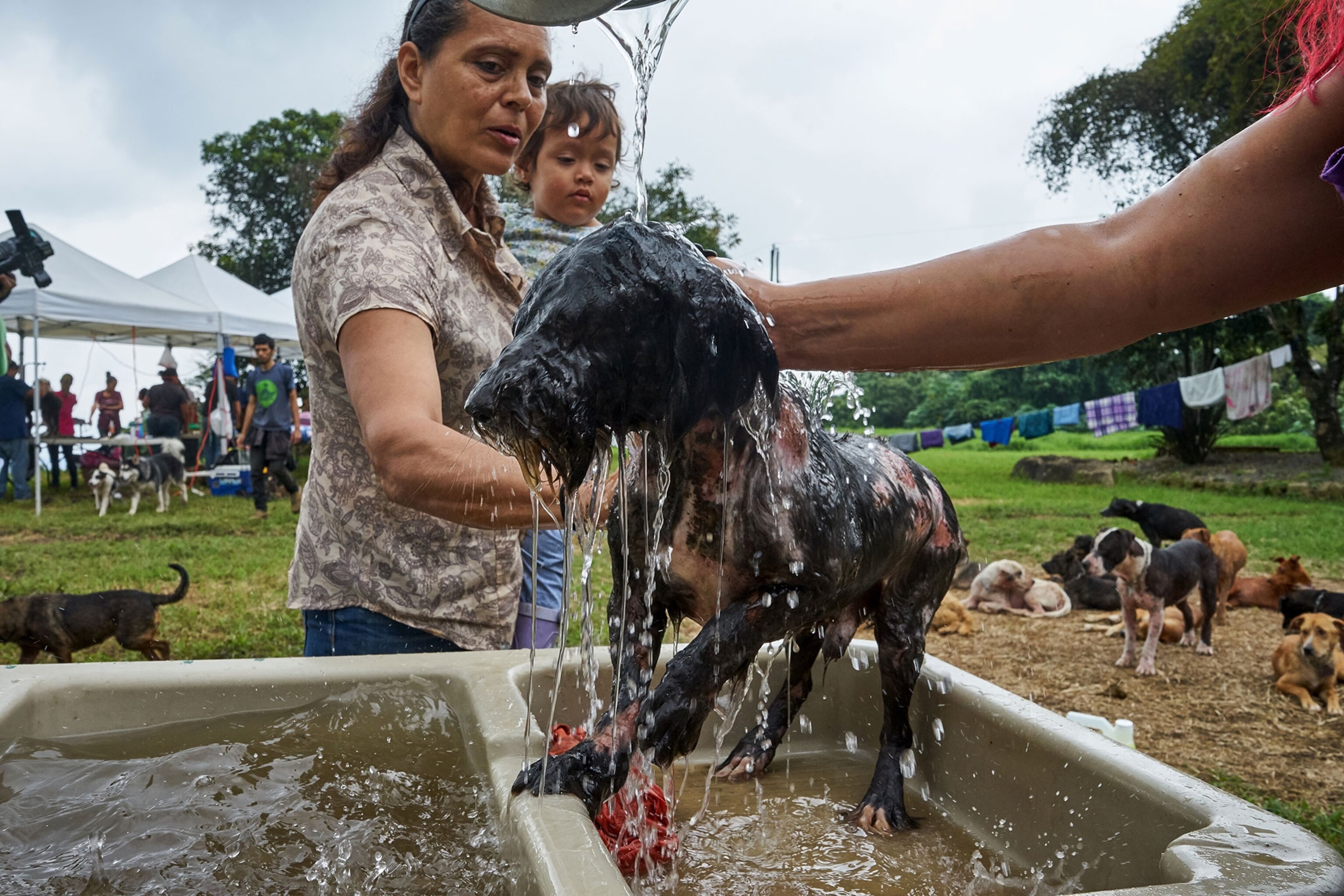 Animal Shelter in Costa Rica Home to 1,000 Stray Dogs
