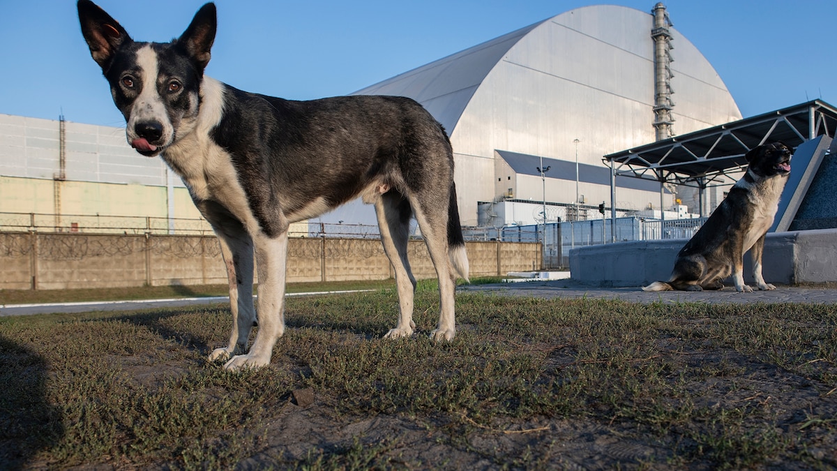Radioactive dogs? What we can learn from Chernobyl's strays | National ...