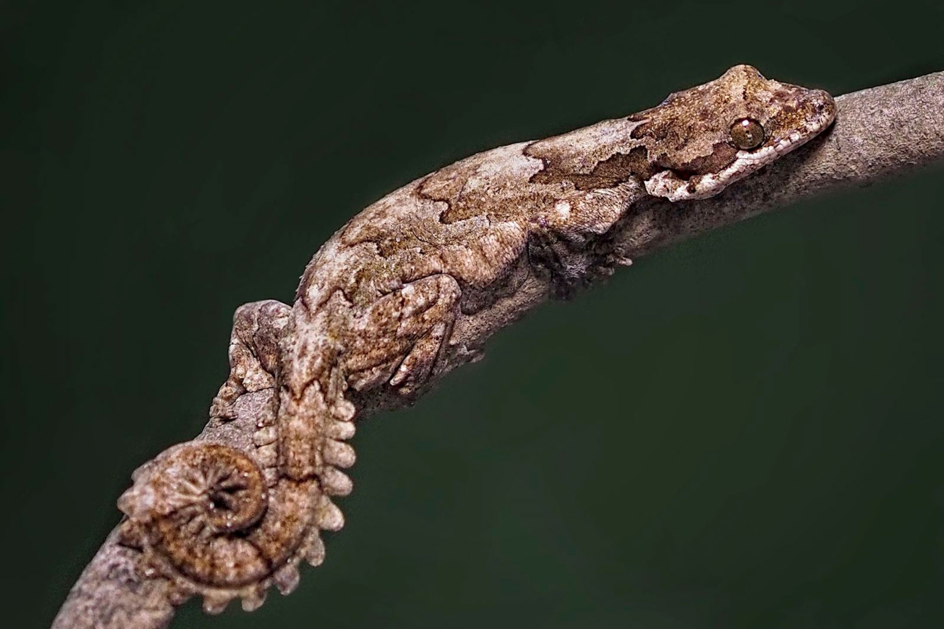 Can you Spot The Animals Hidden in These Photos?