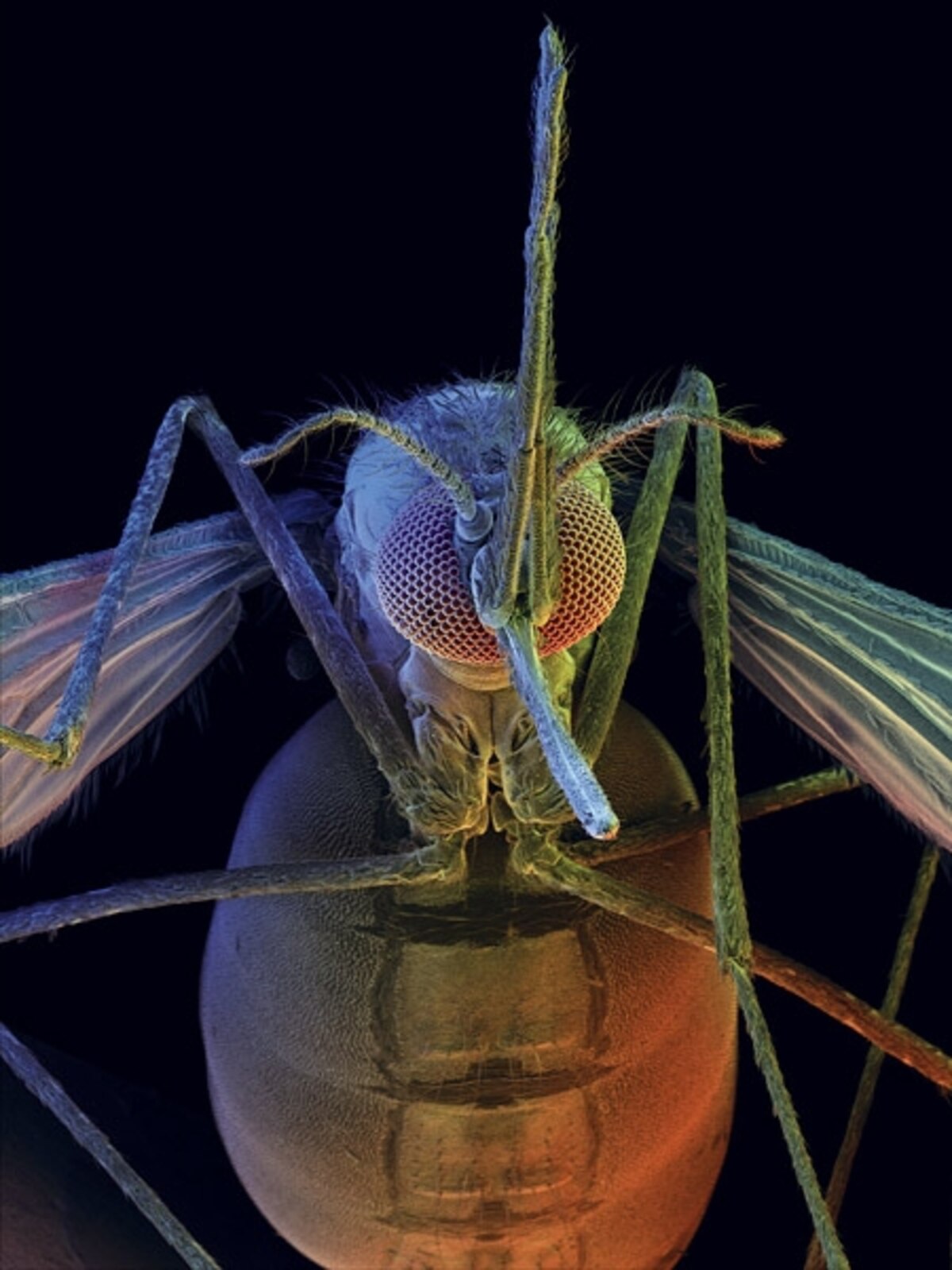 Malaria Article, Mosquito Information, Parasites Facts -- National ...
