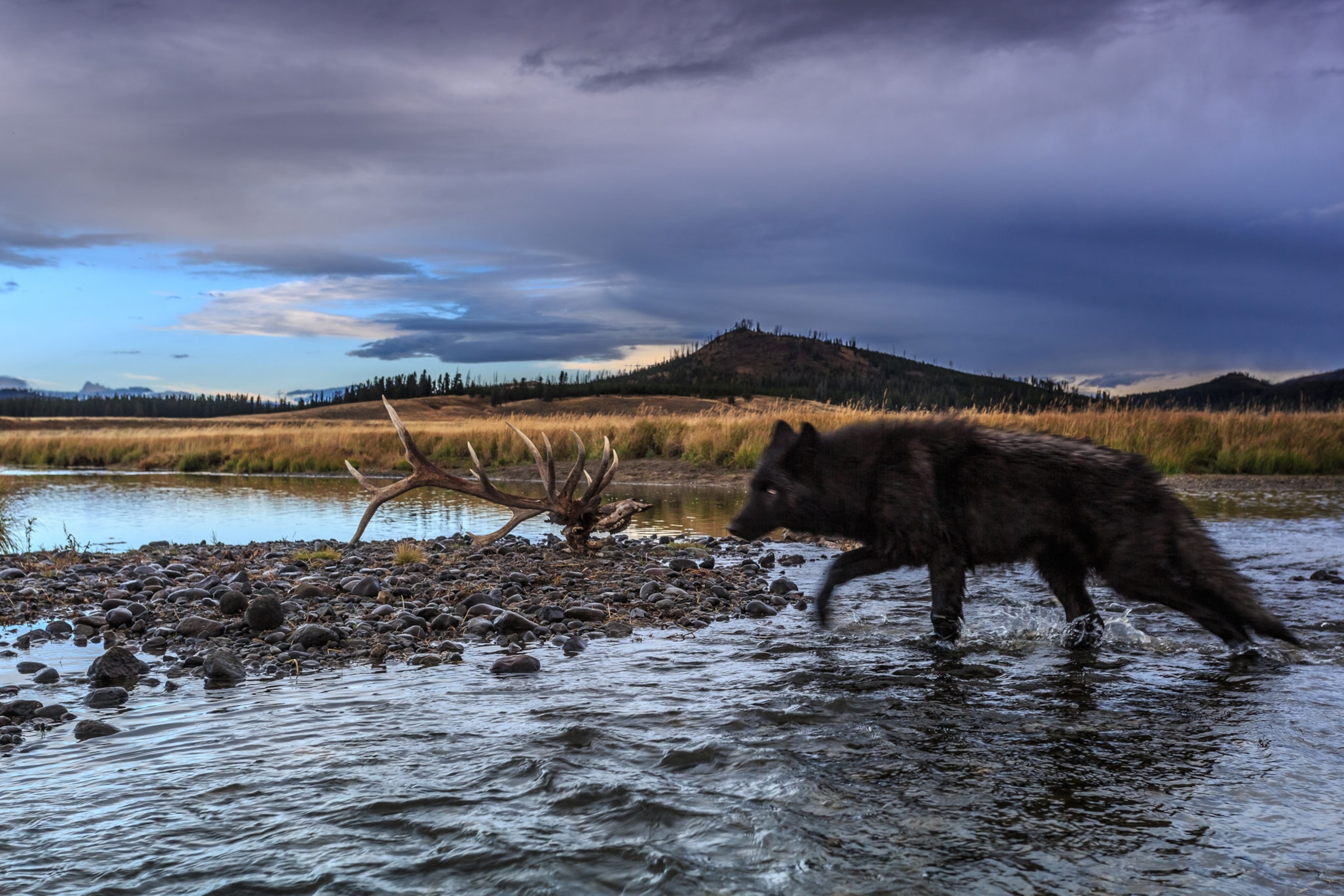 8 National Geographic Photographers Share Their Animal Muses | National ...