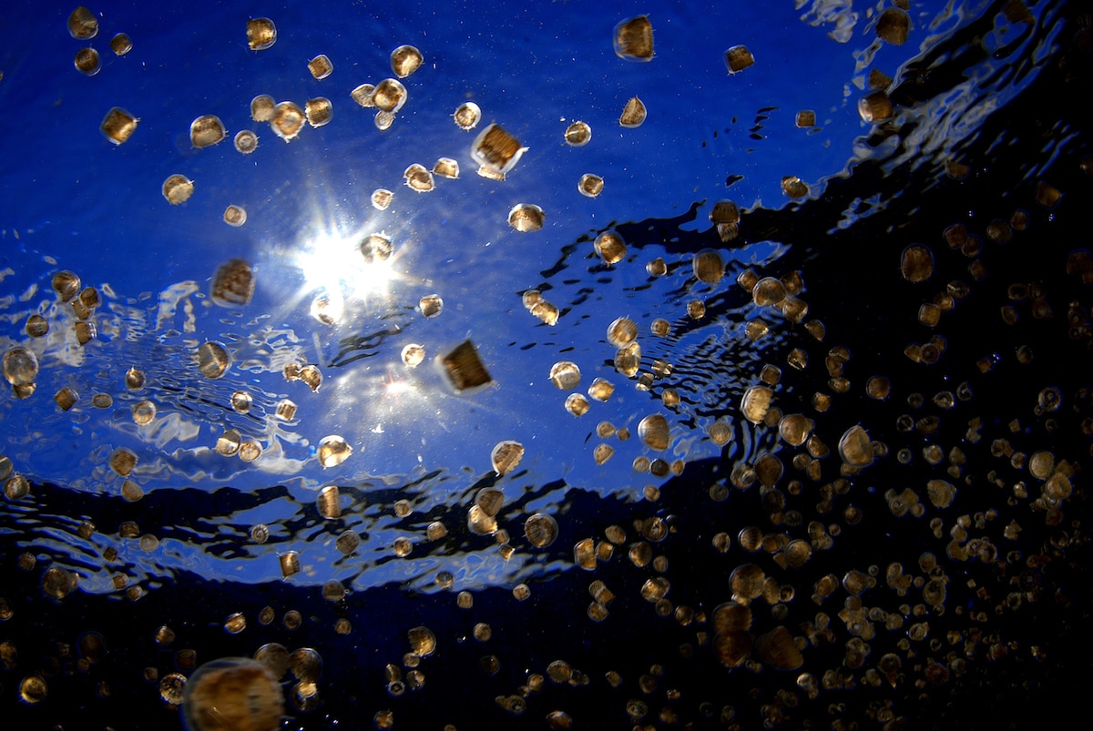 Sea Lice in Florida: What You Should Know