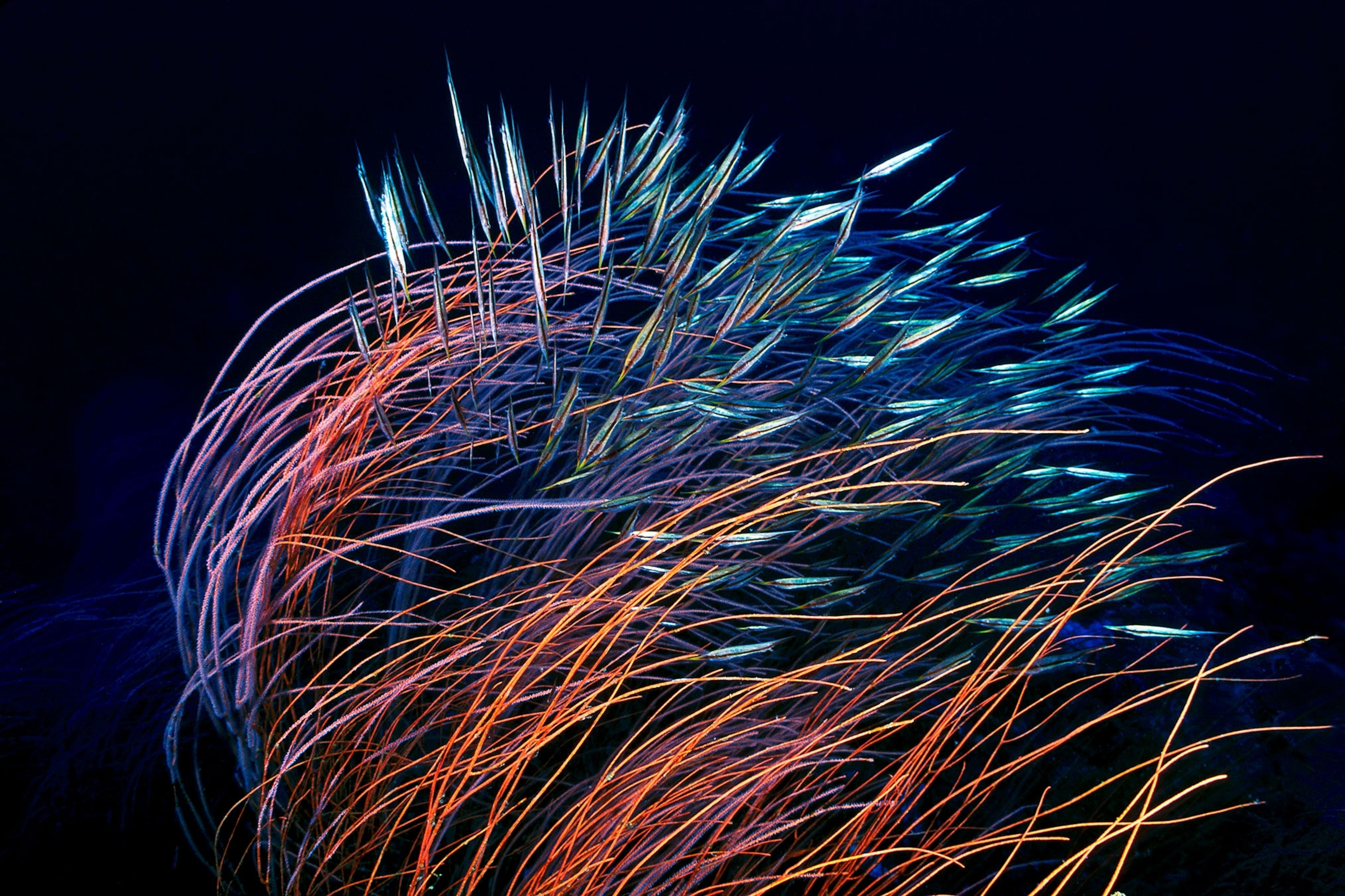 32 Astonishing Pictures From Underwater Photographer David Doubilet