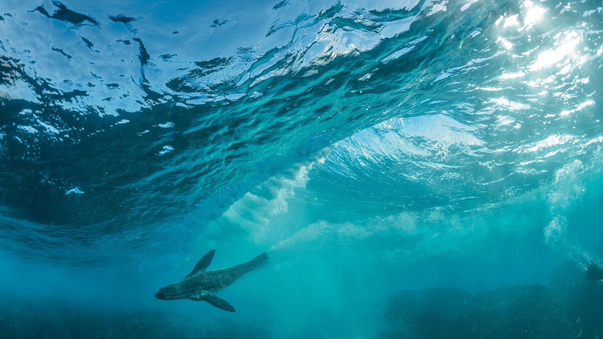 Cross Currents | National Geographic