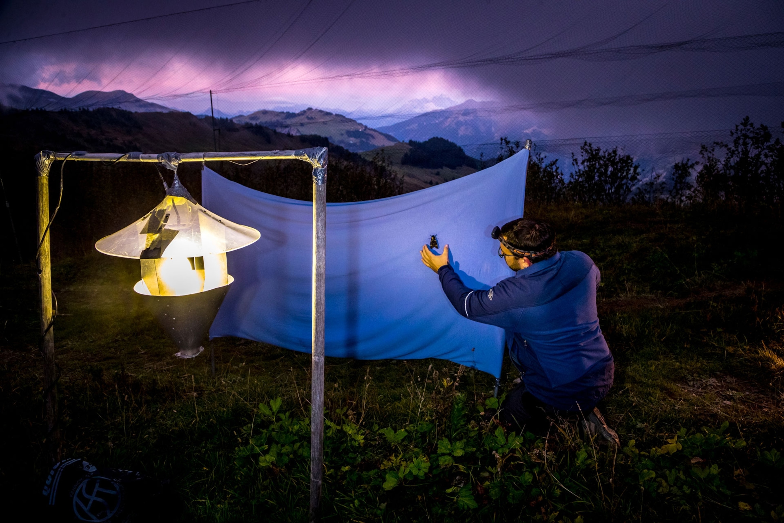 These mysterious moths fly at night in a straight line—but how?