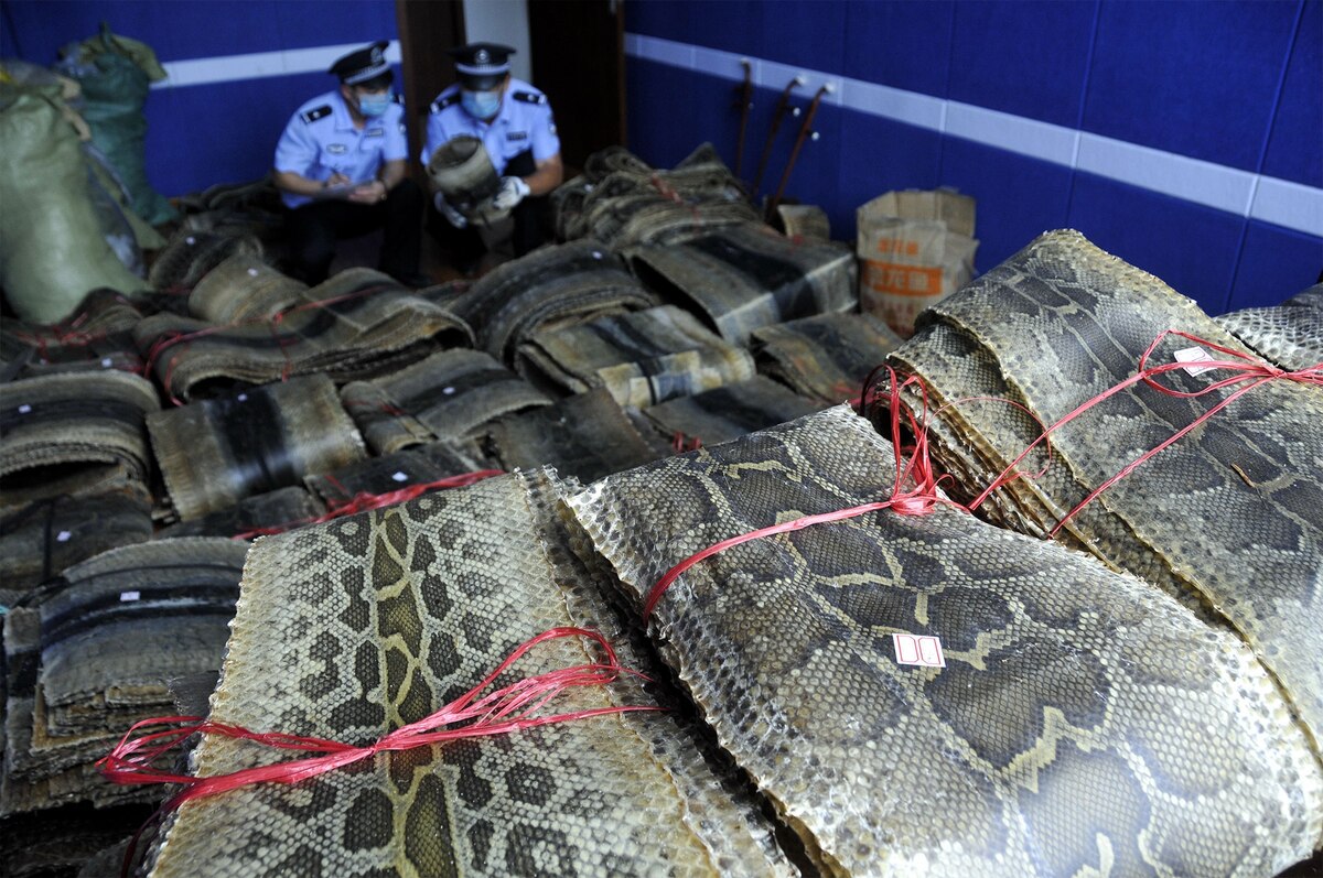 Chinese Authorities Seize 68,000 Python Skins