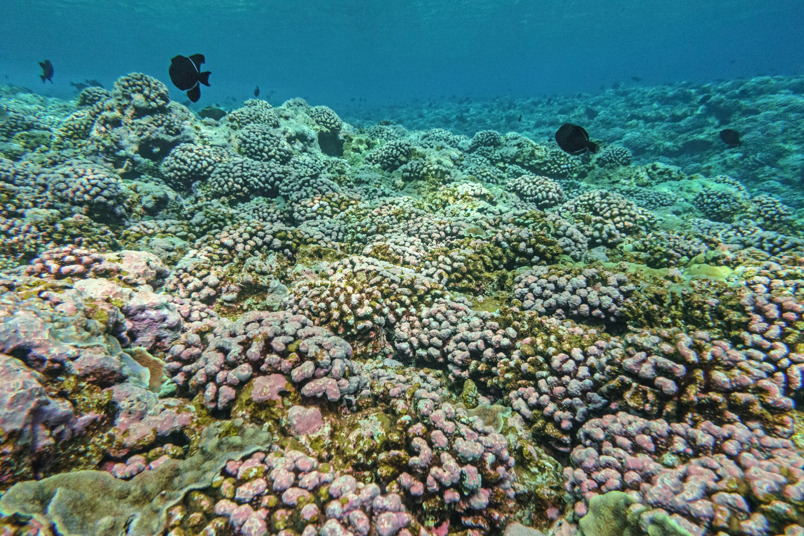 Once devastated, these Pacific reefs have seen an amazing rebirth