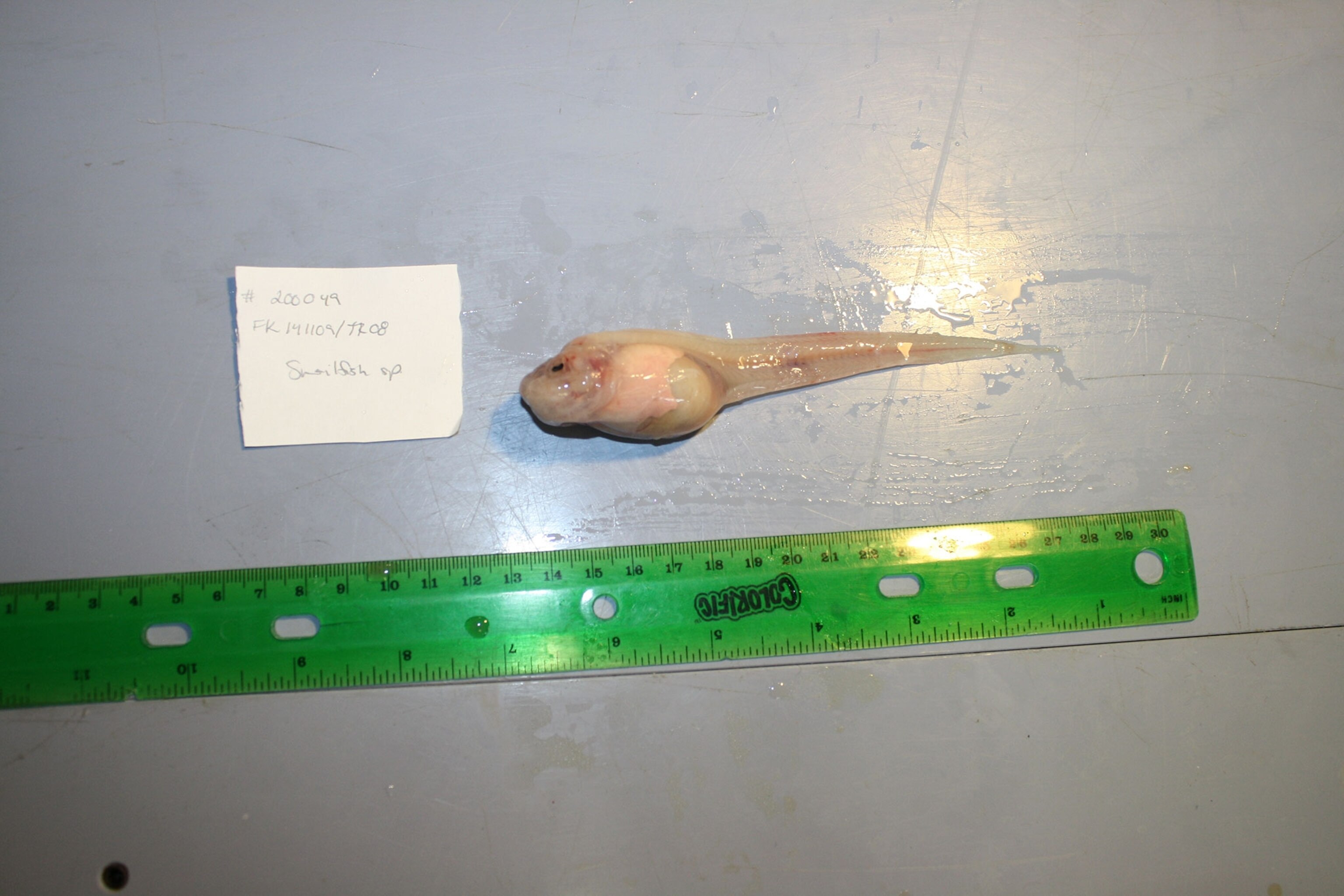 Snailfish Species Named in Mariana Trench, Among Deepest of Deep-Sea ...
